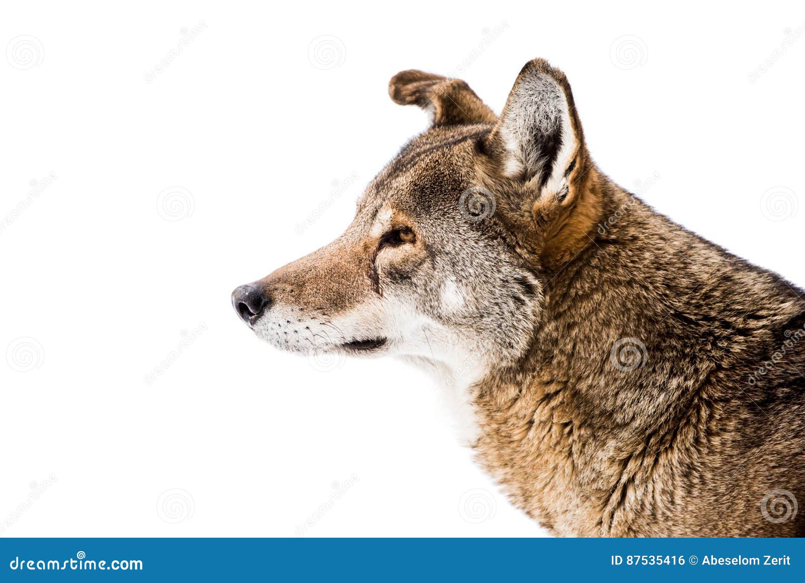 Red Wolf in Snow III stock photo. Image of mammal, snow - 87535416