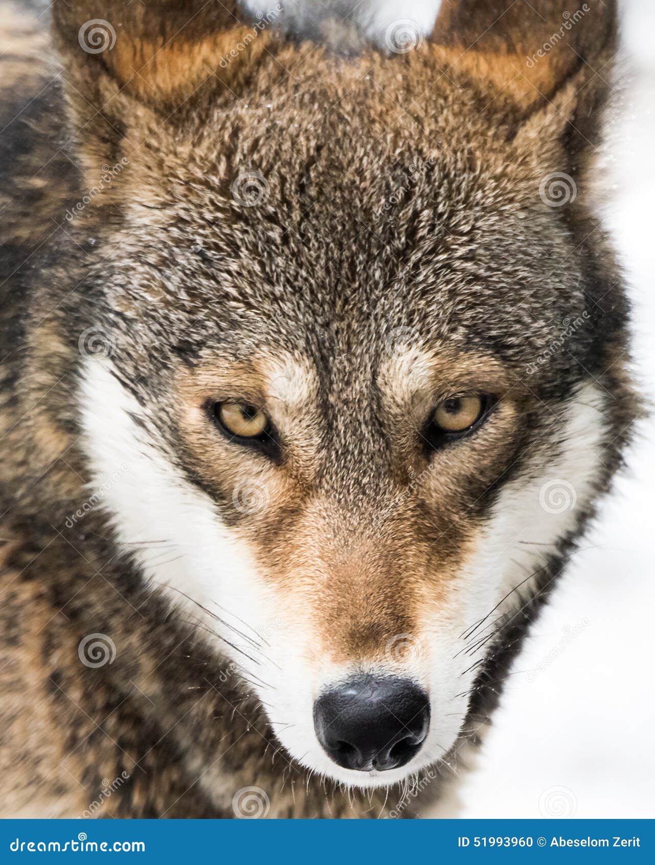 Red Wolf in Snow V stock photo. Image of snowy, united - 51993960