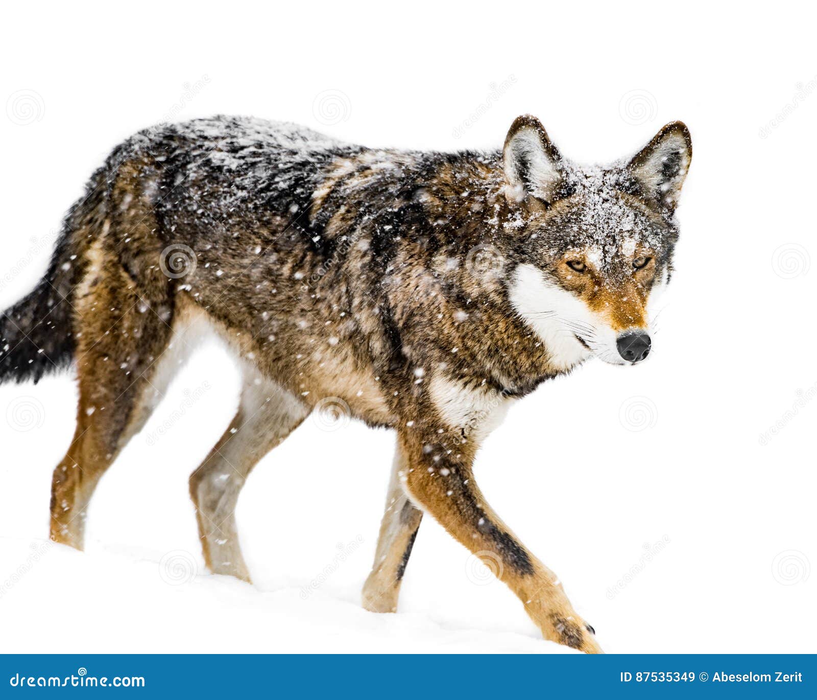 Red Wolf in Snow VII stock image. Image of walking, wolf - 87535349