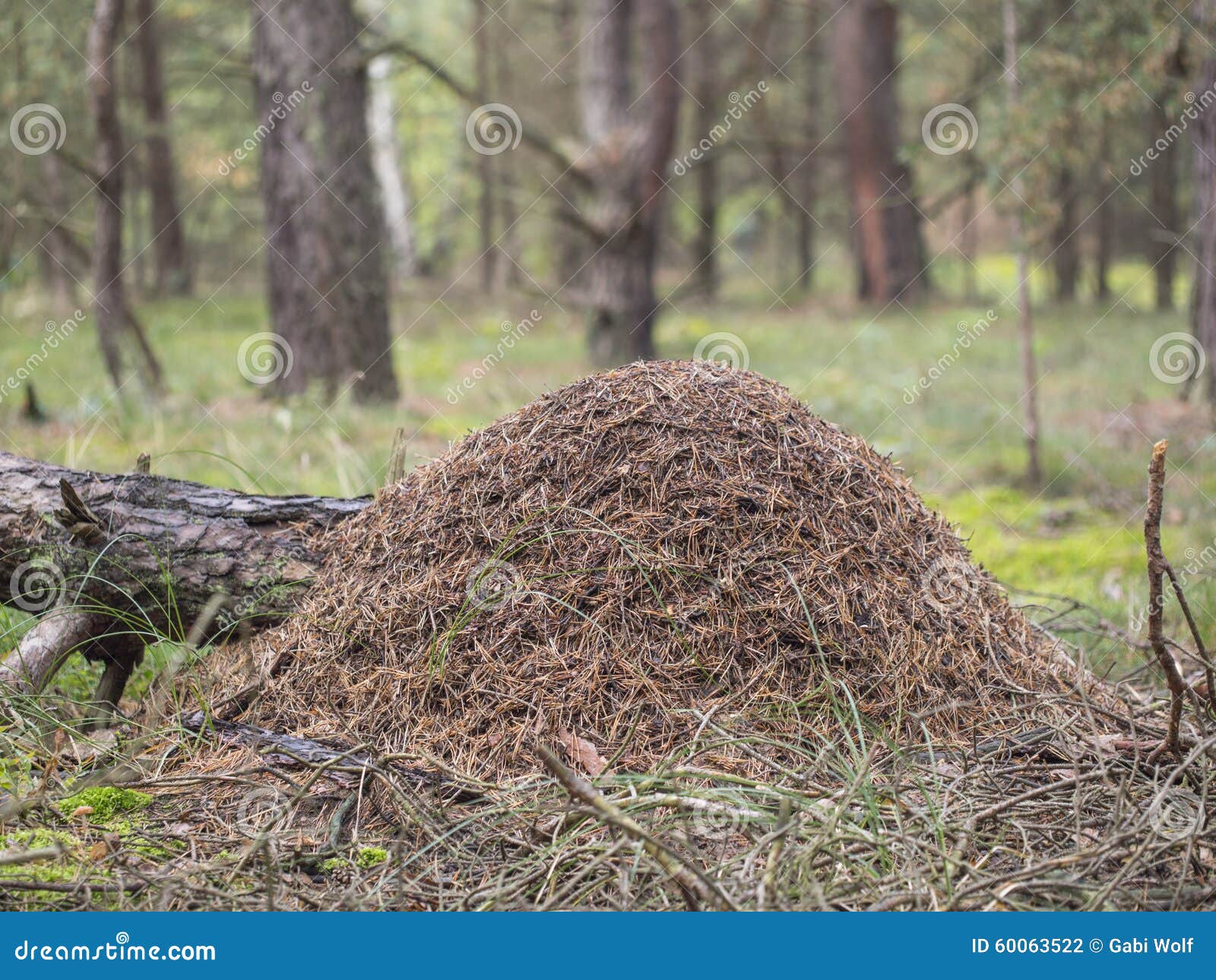 Red Wood Ant, Anthill, Formica Rufa Stock Photo - Image of animal ...