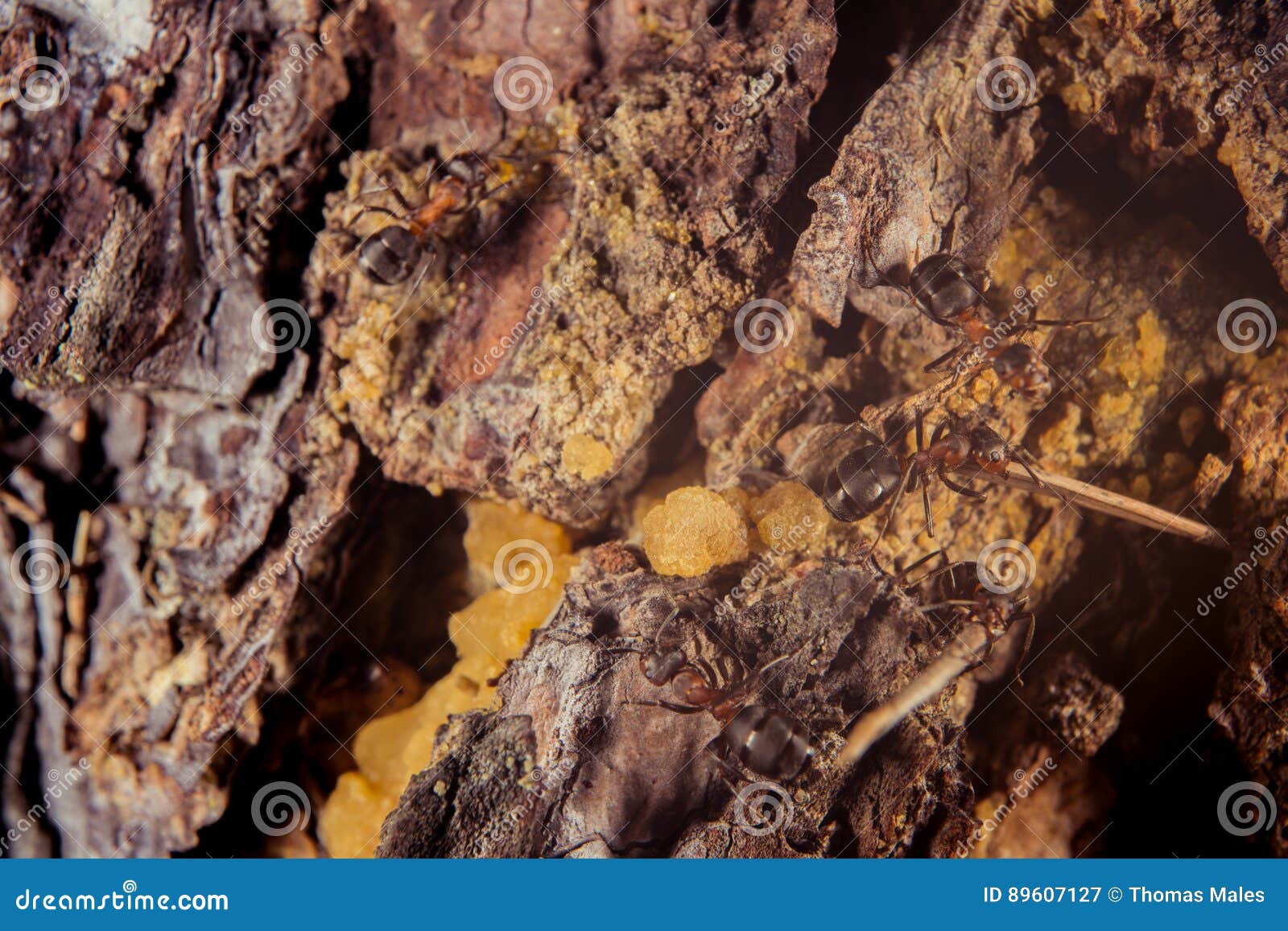 Red Wood Ant on a Pine Tree Stock Image - Image of antenna, insecta ...