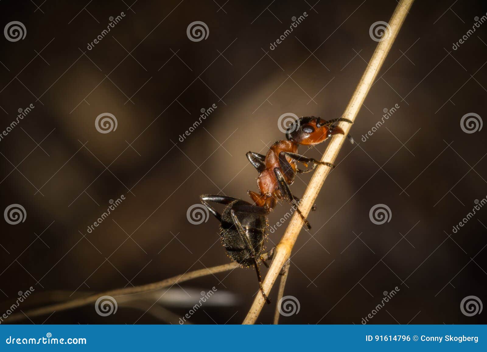 A Red Wood Ant Worker on a Straw Stock Photo - Image of conifer ...
