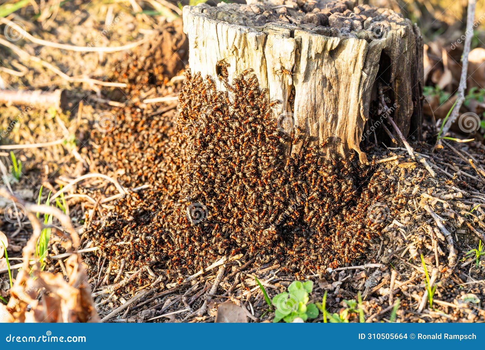 Red Wood Ants Form a New Ant Colony Stock Photo - Image of brandenburg ...