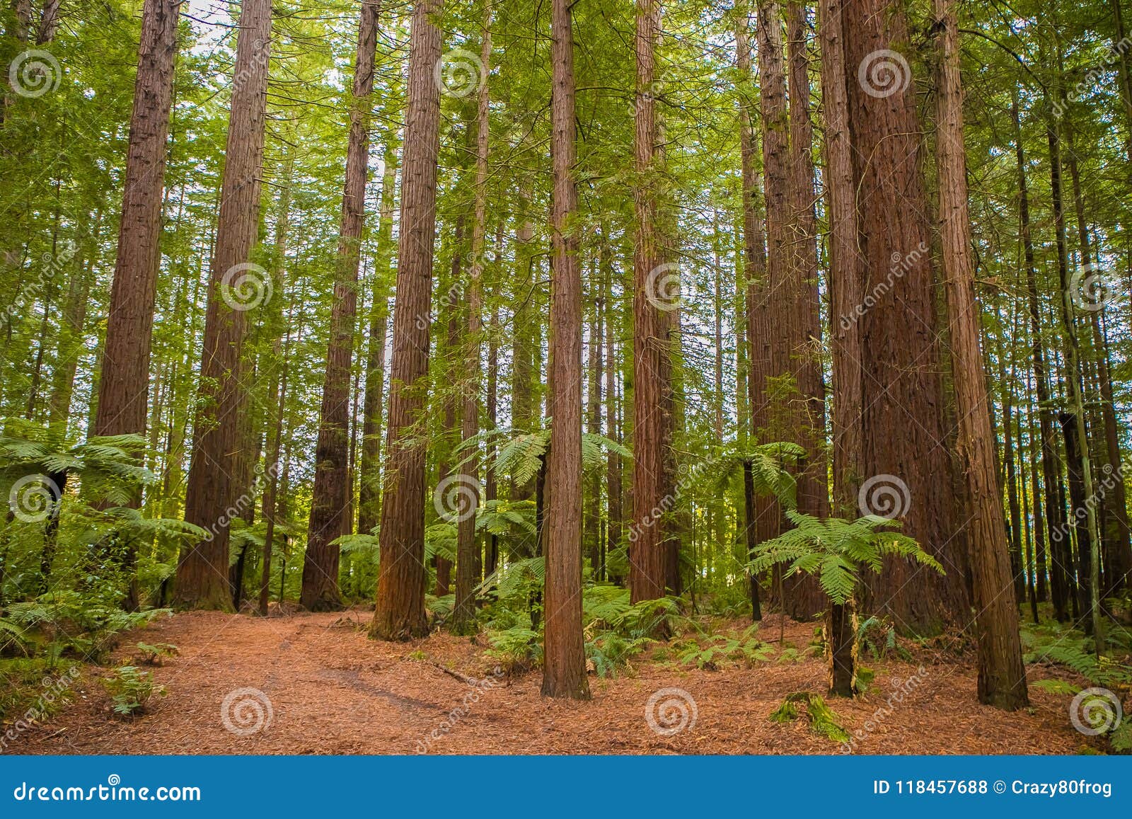 Red wood forest landscape stock photo. Image of mountain - 118457688