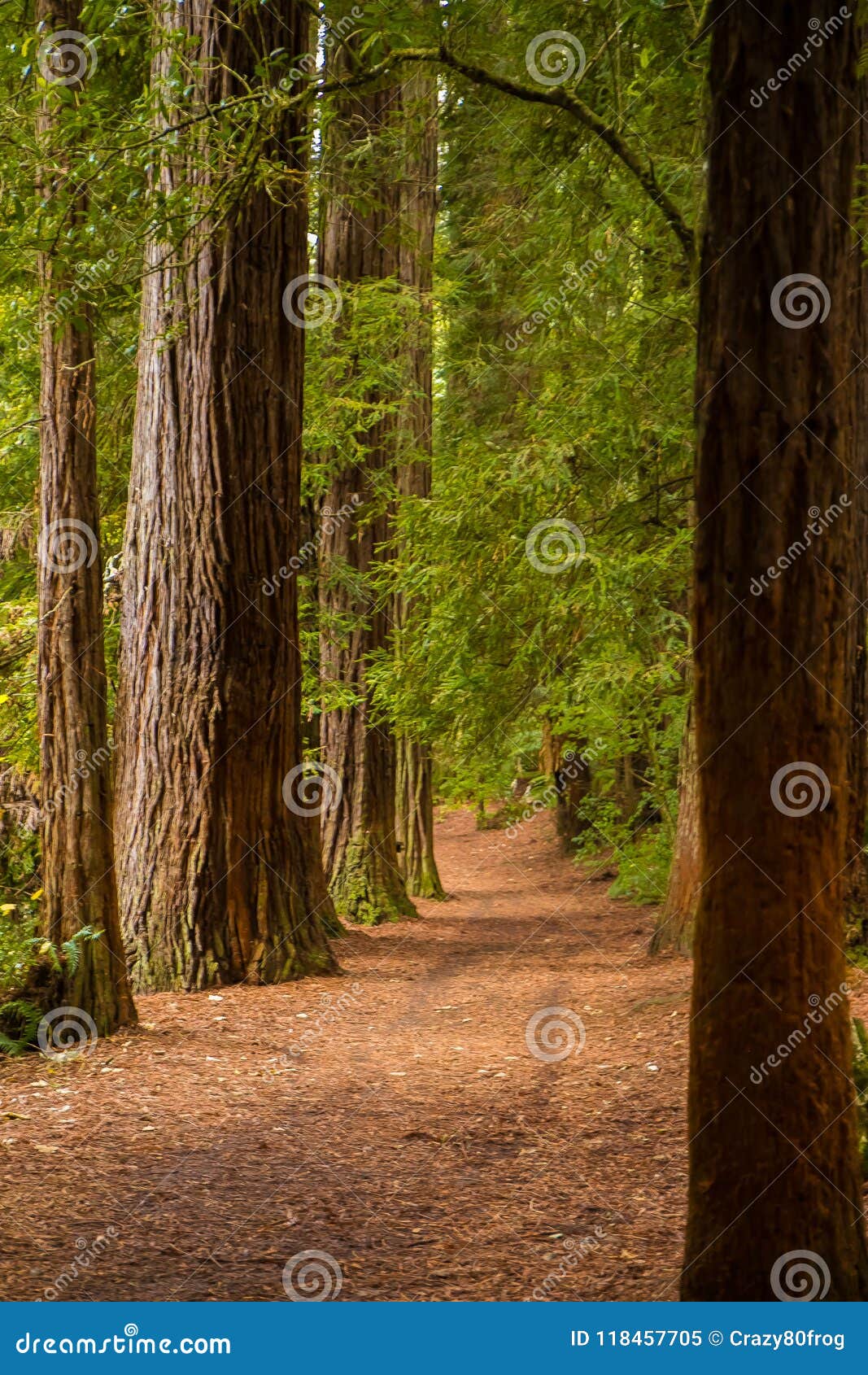 Red wood forest landscape stock image. Image of road - 118457705