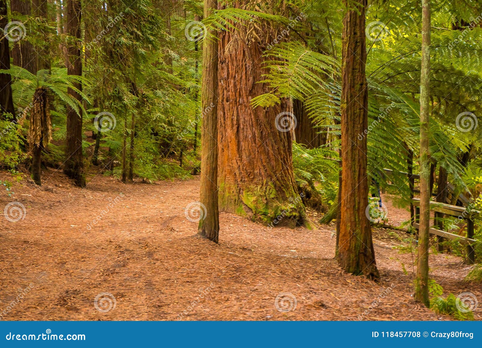 Red wood forest landscape stock photo. Image of secoyas - 118457708