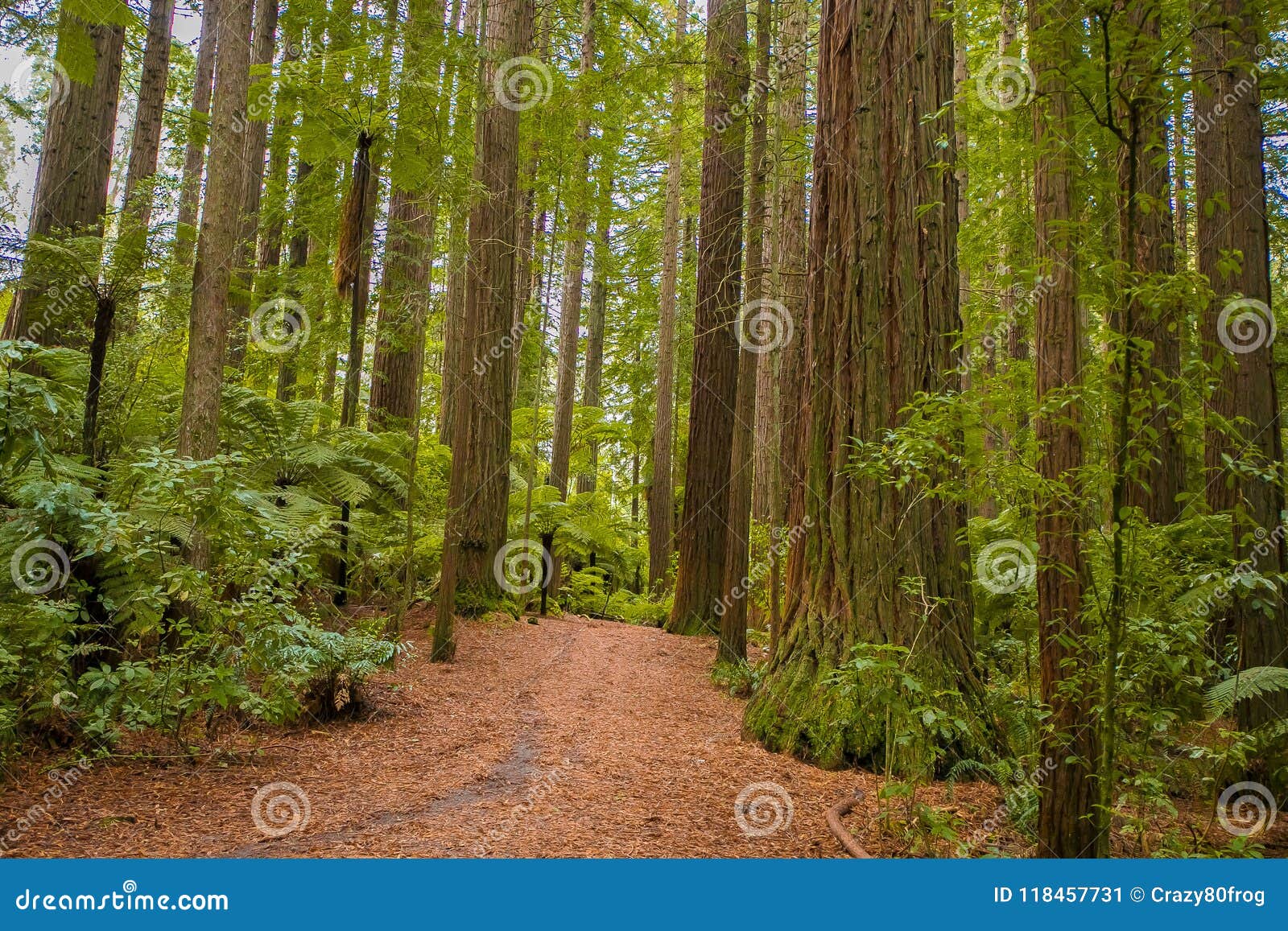 Red wood forest landscape stock image. Image of scene - 118457731