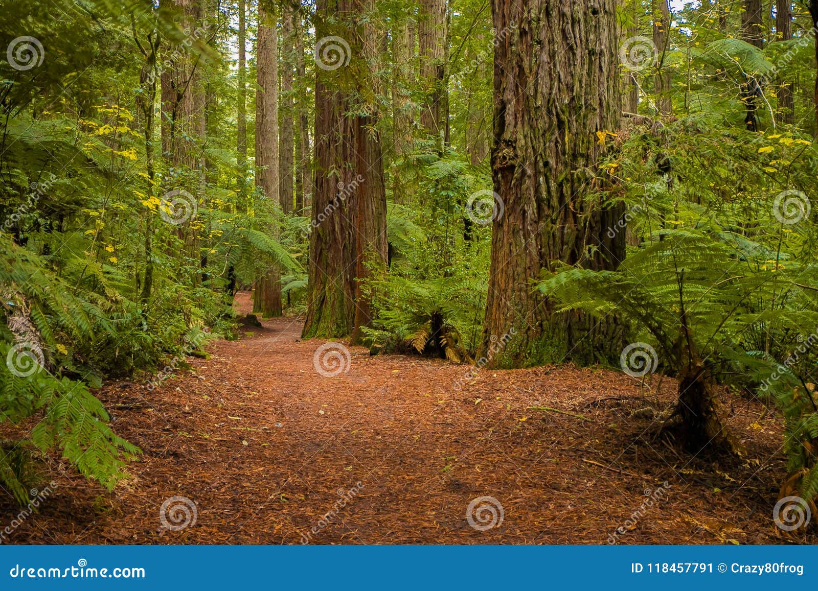 Red wood forest landscape stock image. Image of scene - 118457791