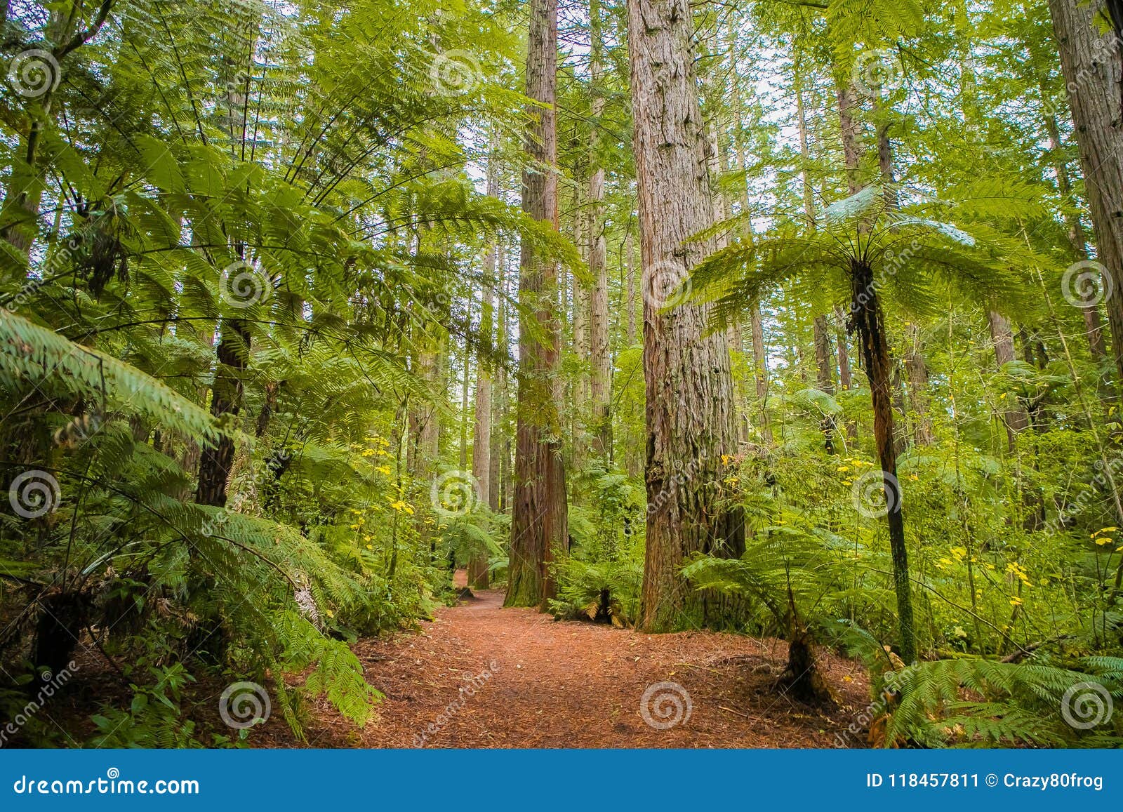 Red wood forest landscape stock image. Image of landscape - 118457811