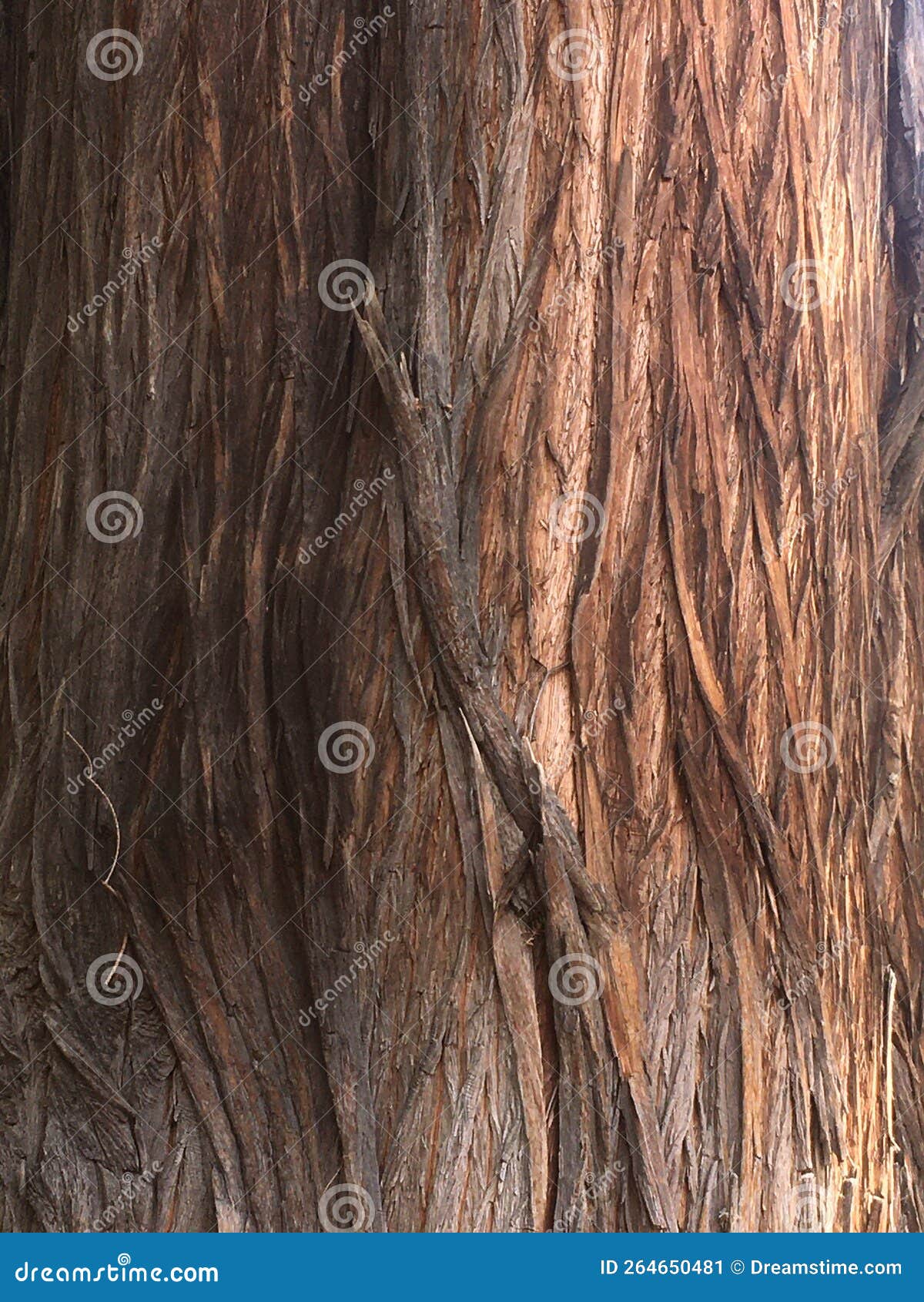 Red Wood texture stock image. Image of tree, australia - 264650481