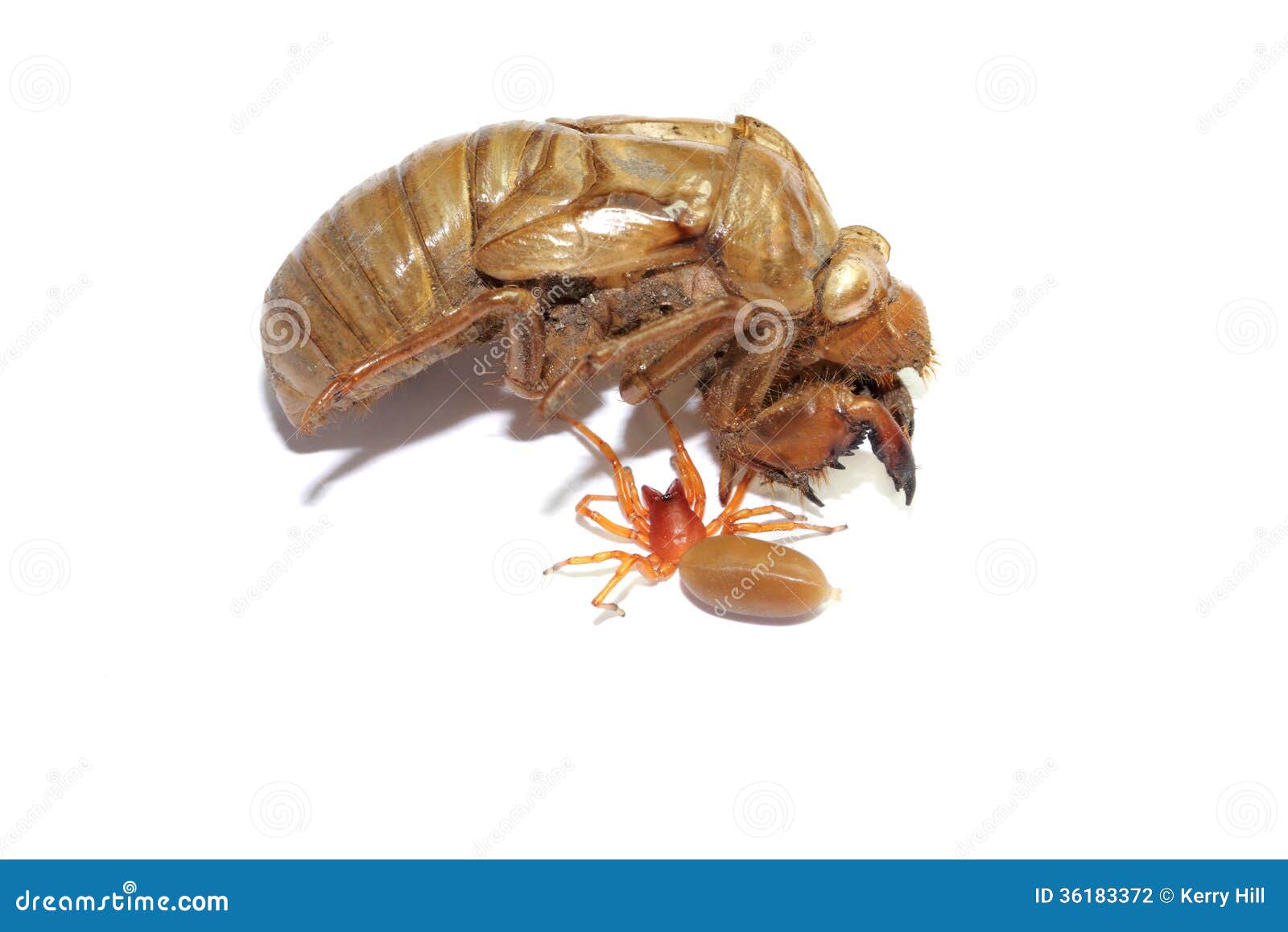 Red Woodlouse Spider and Cicada Shell Stock Photo - Image of brown ...