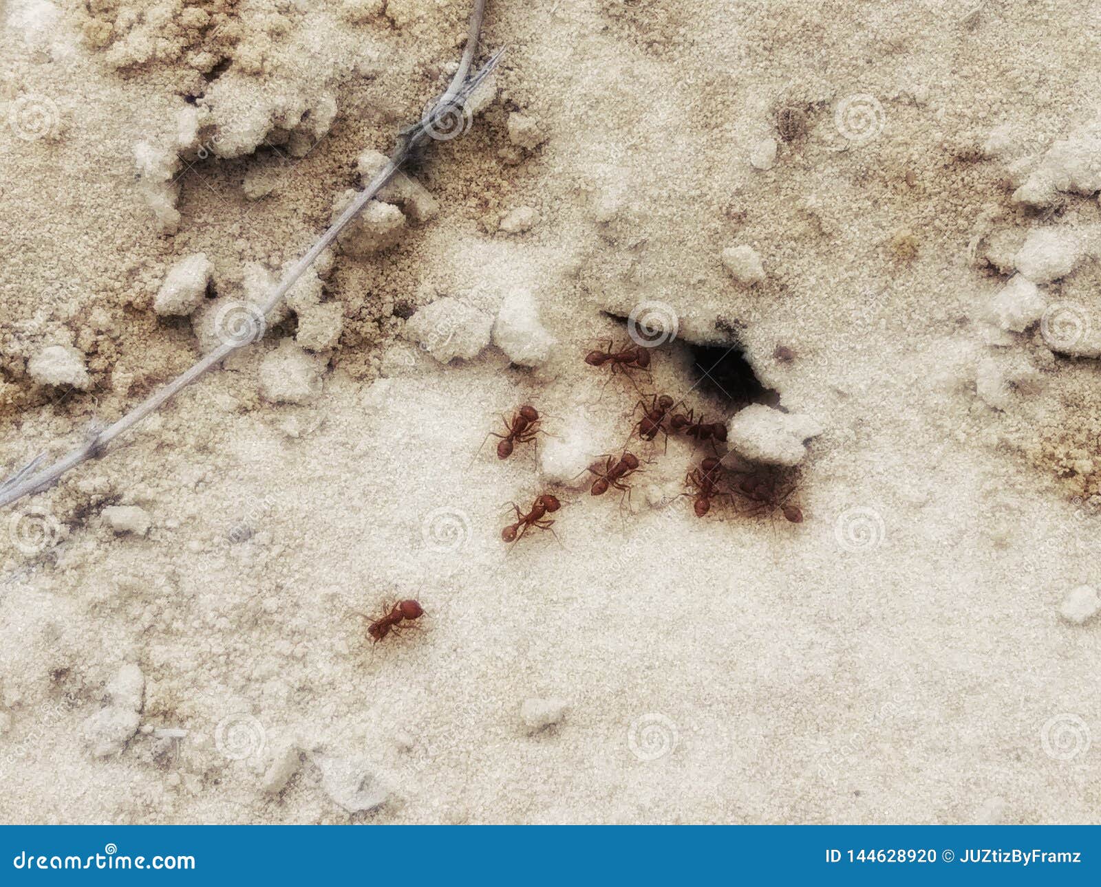 Red worker ants stock photo. Image of ants, worker, small - 144628920