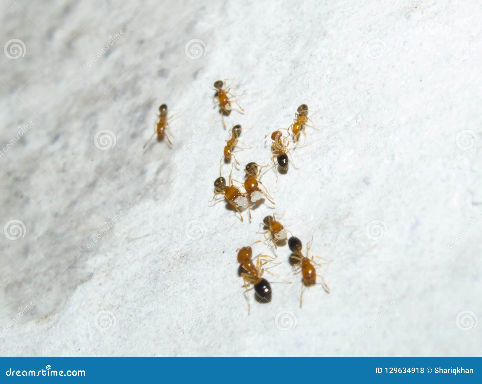 Worker Ants Dragging Ant Carcasses To The Colony Royalty-Free Stock ...