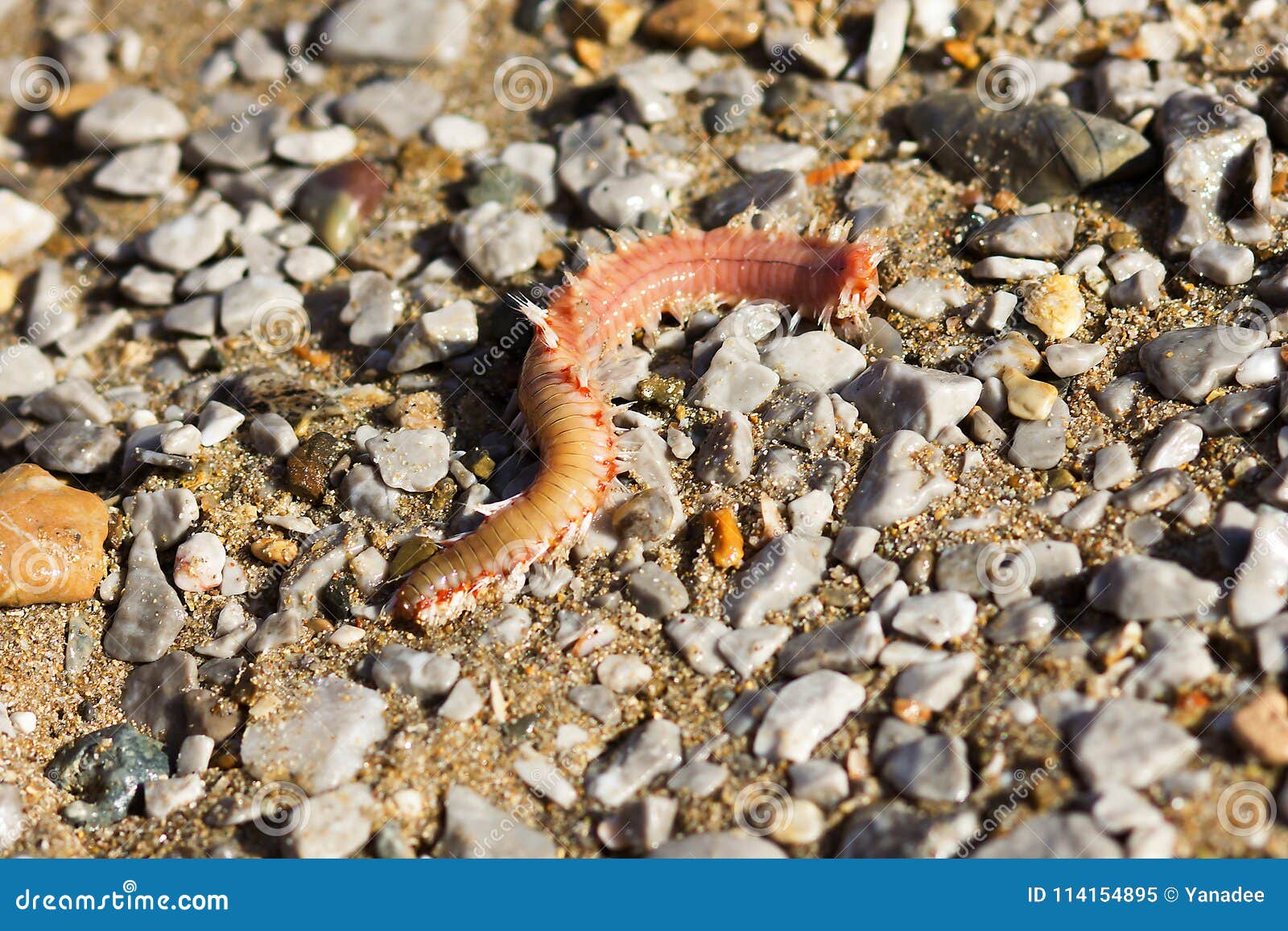Red worm on the beach stock image. Image of ocean, brown - 114154895