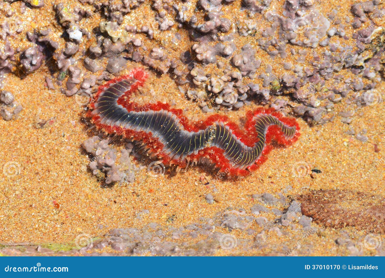 Red worm stock photo. Image of sand, unique, creature - 37010170