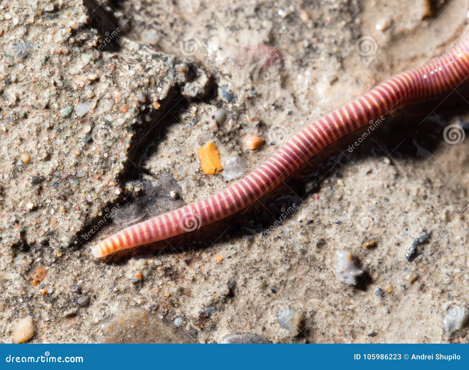 Red Worm on the Ground. Macro Stock Image - Image of insect, fauna ...