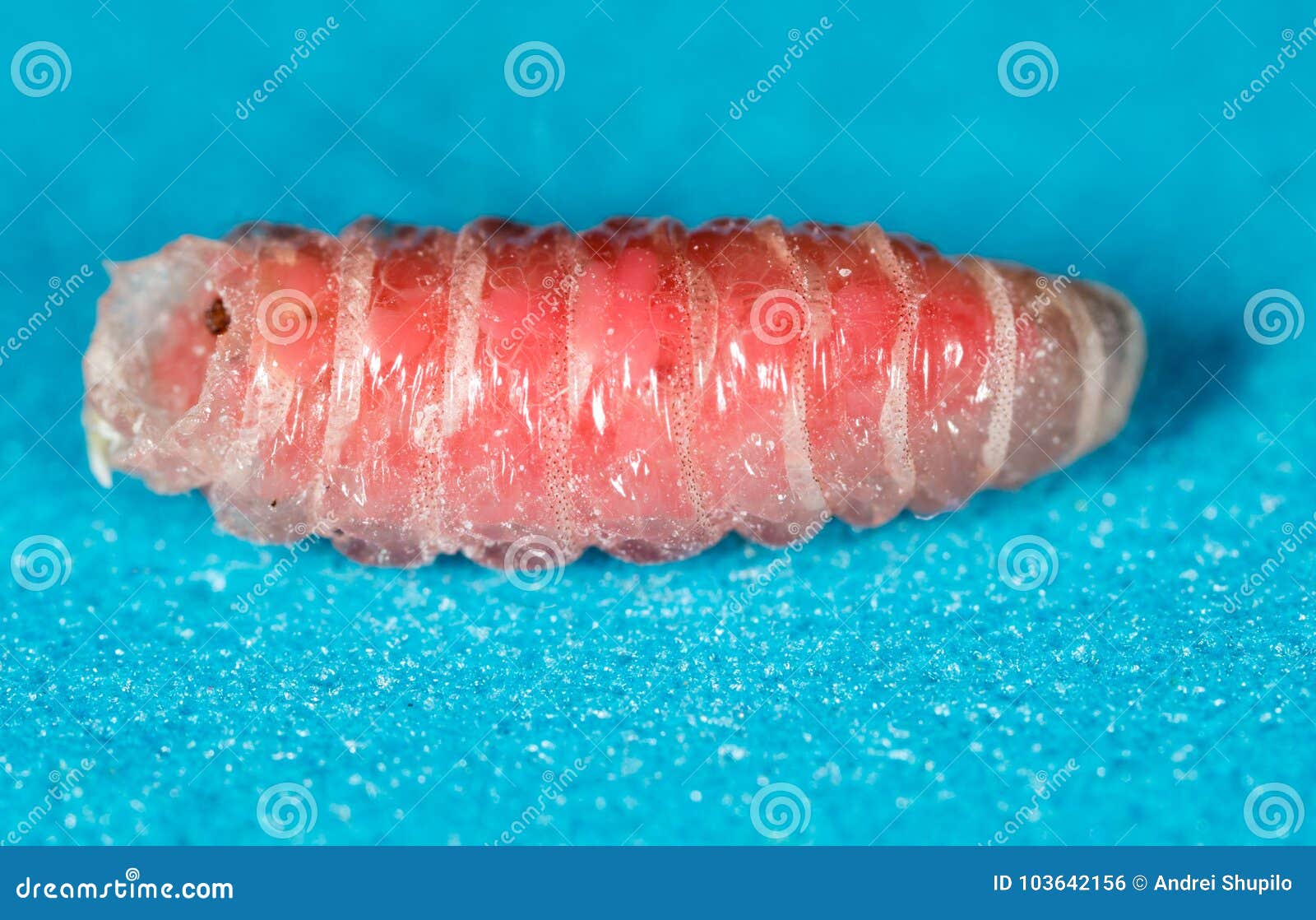 Red Worm of Maggots on a Blue Background Stock Photo - Image of ...