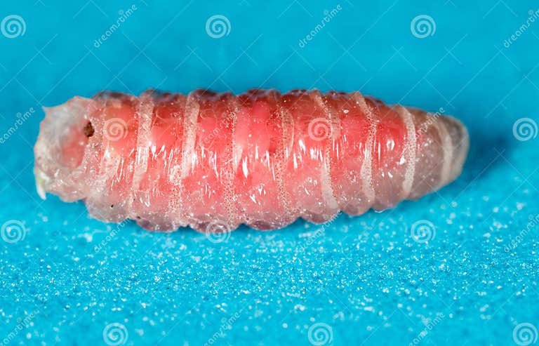 Red Worm of Maggots on a Blue Background Stock Photo - Image of ...
