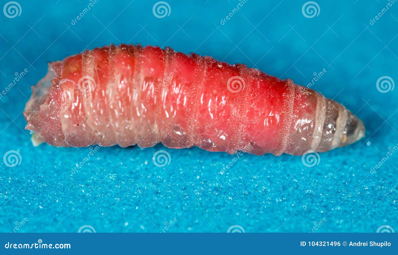 Red Worm of Maggots on a Blue Background Stock Photo - Image of fishing ...