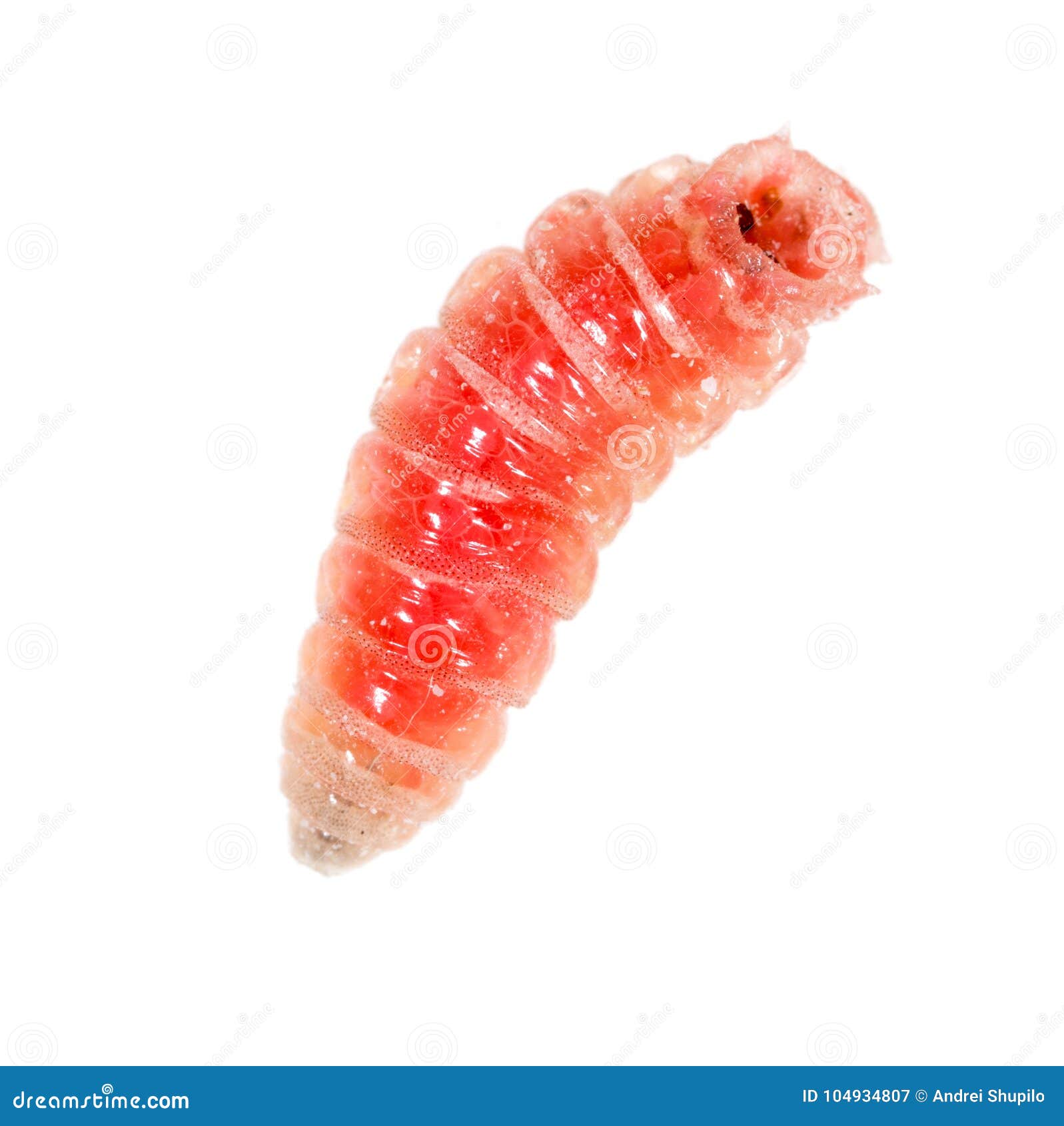 Red Worm of Maggots on a White Background Stock Image - Image of small ...