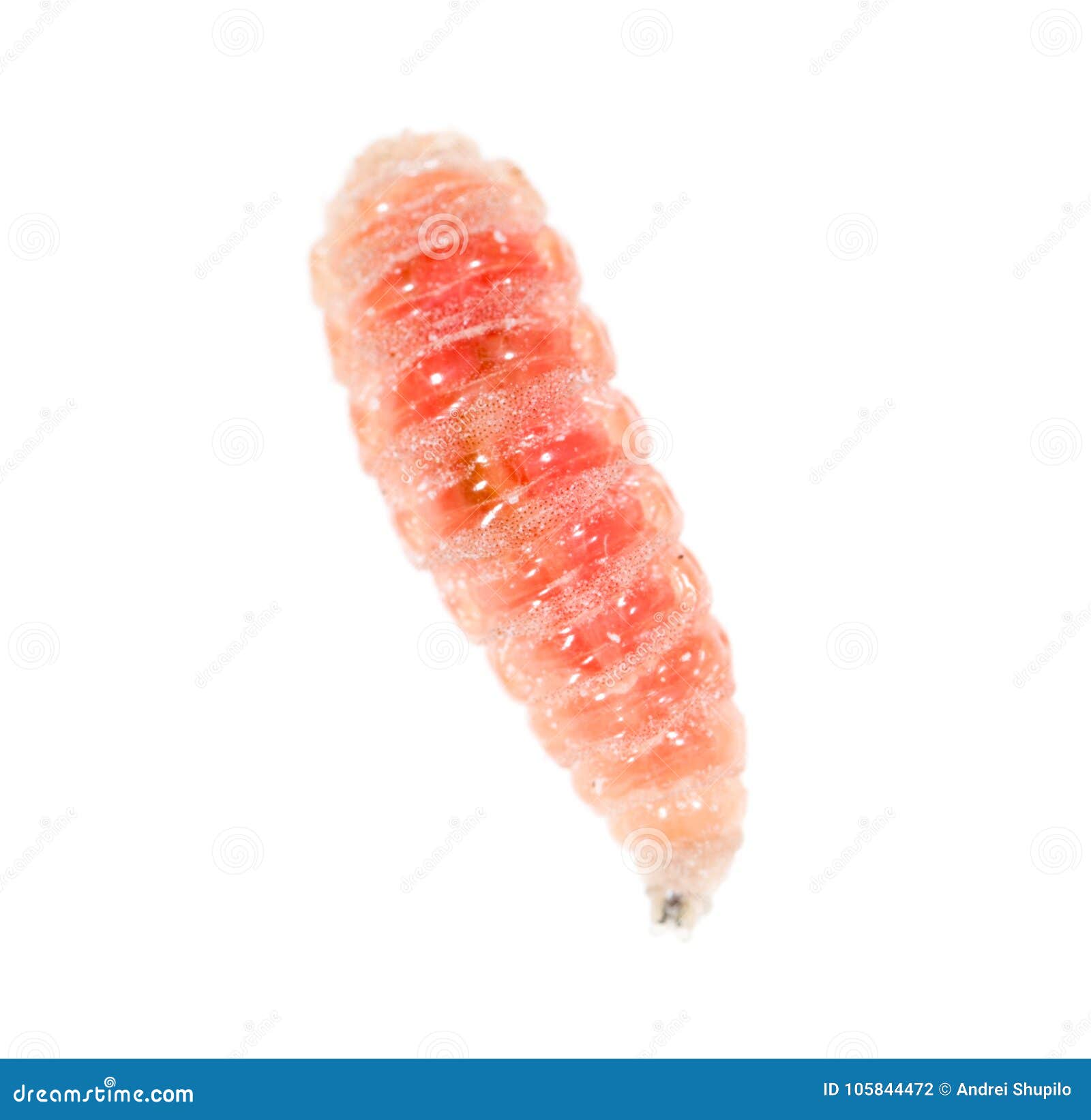 Red Worm of Maggots on a White Background Stock Photo - Image of close ...
