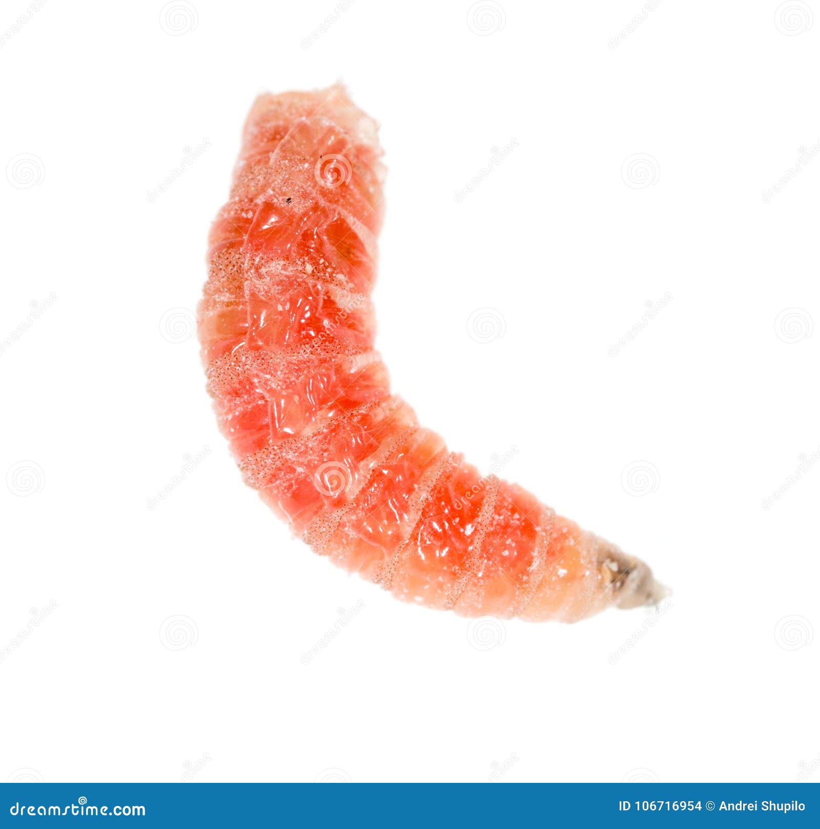 Red Worm of Maggots on a White Background Stock Photo - Image of ...