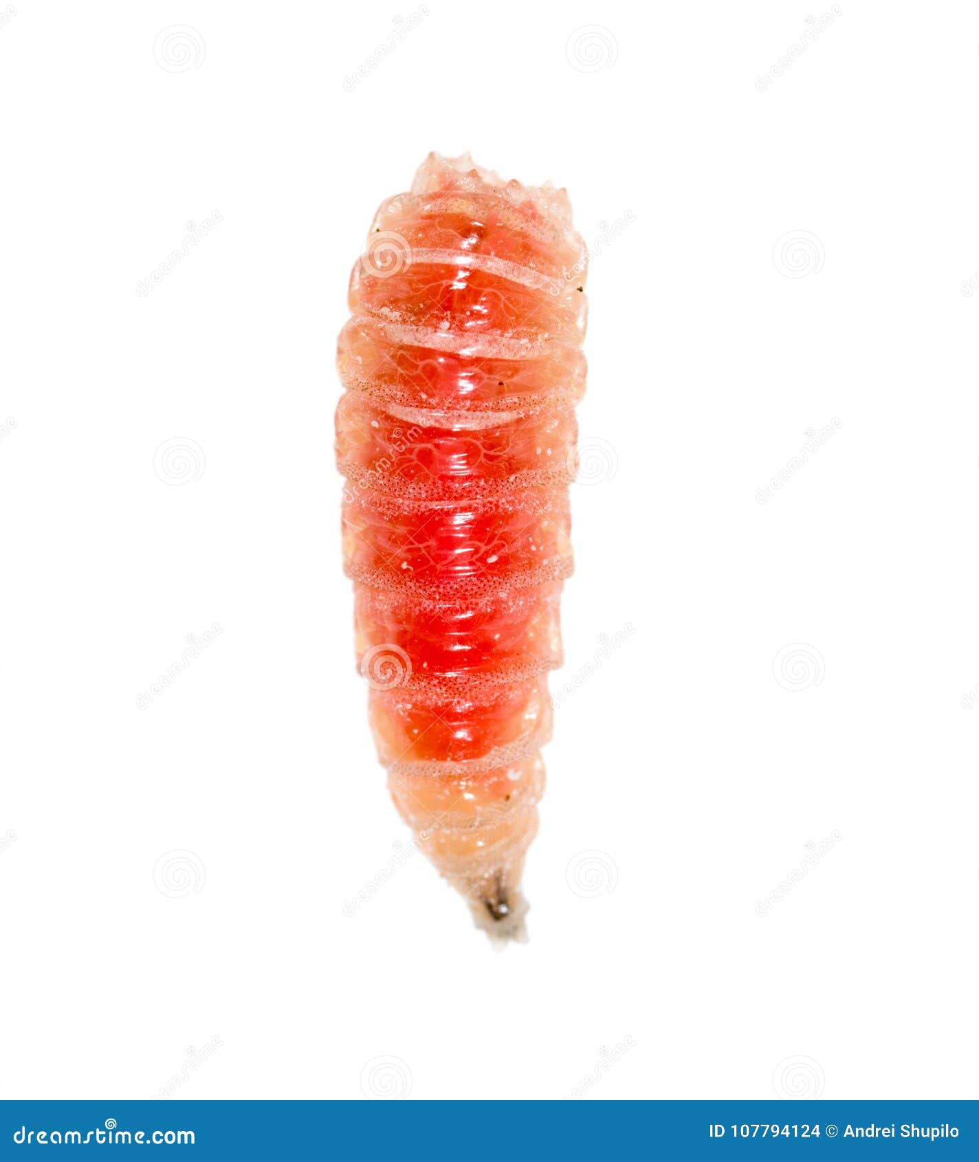 Red Worm of Maggots on a White Background Stock Photo - Image of ...