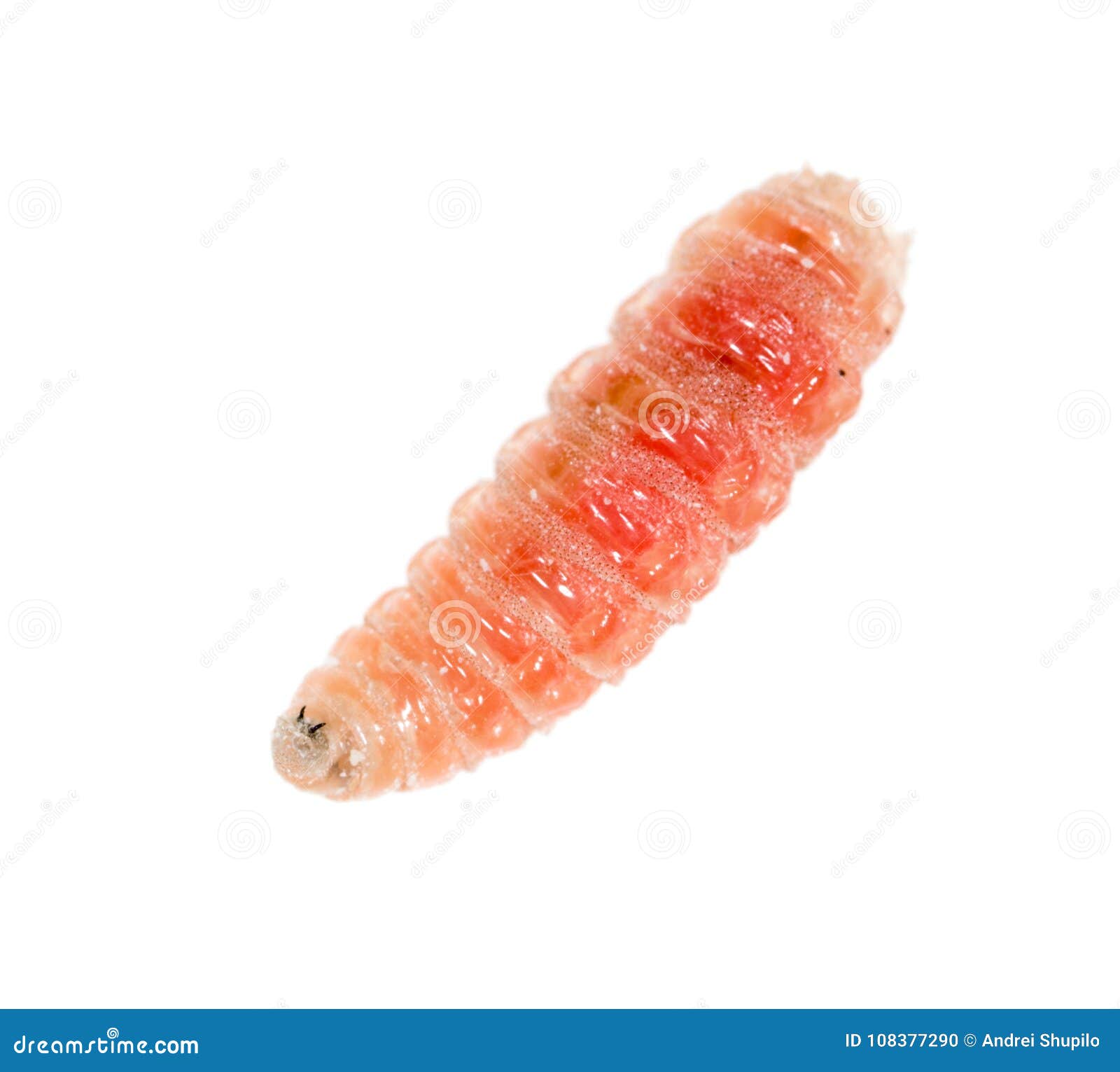 Red Worm of Maggots on a White Background Stock Photo - Image of maggot ...