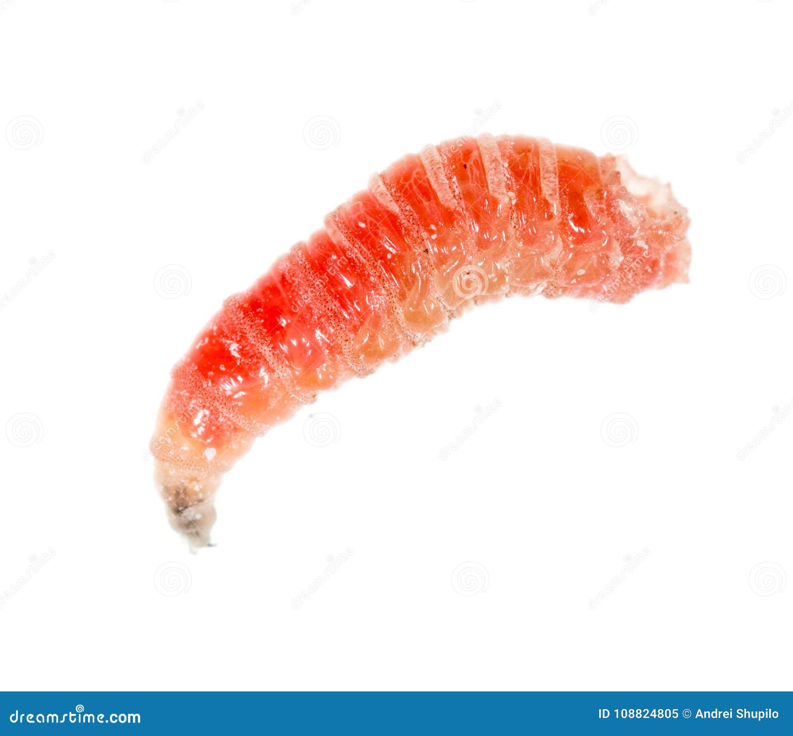 Red Worm of Maggots on a White Background Stock Image - Image of creepy ...