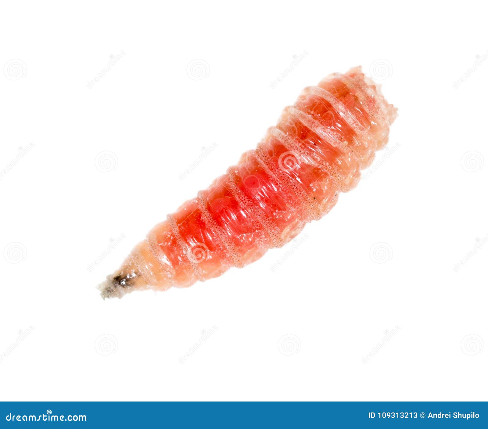 Worm Of Maggots On A Red Background Royalty-Free Stock Image ...