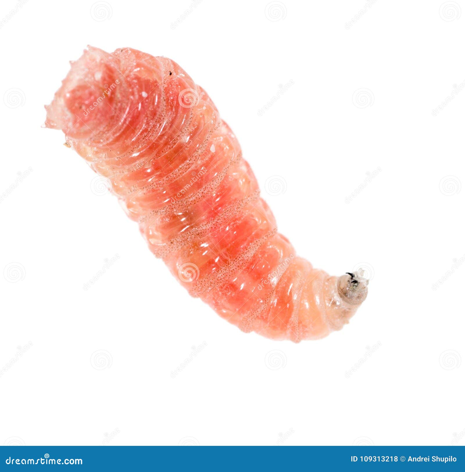 Red Worm of Maggots on a White Background Stock Photo - Image of view ...