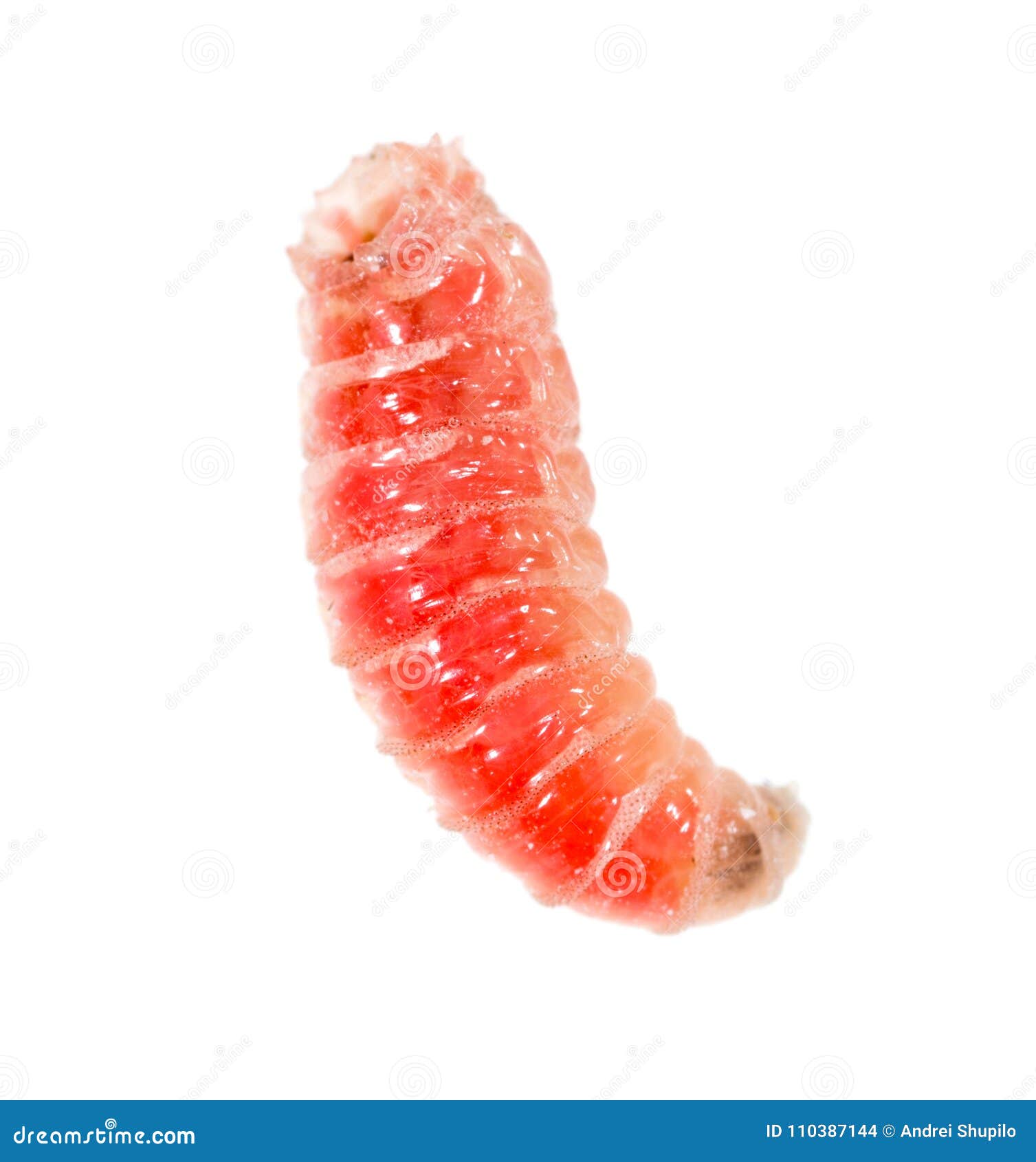 Red Worm of Maggots on a White Background Stock Photo - Image of ...