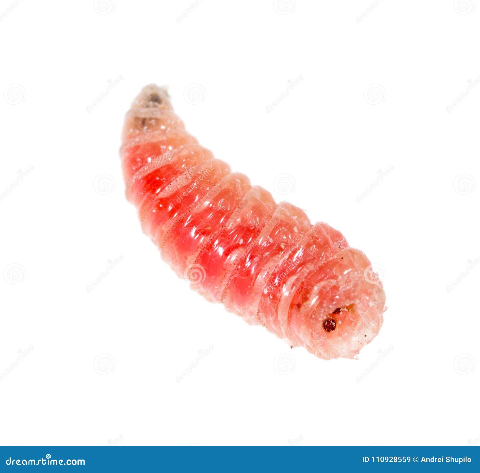 Red Worm of Maggots on a White Background Stock Image - Image of ...