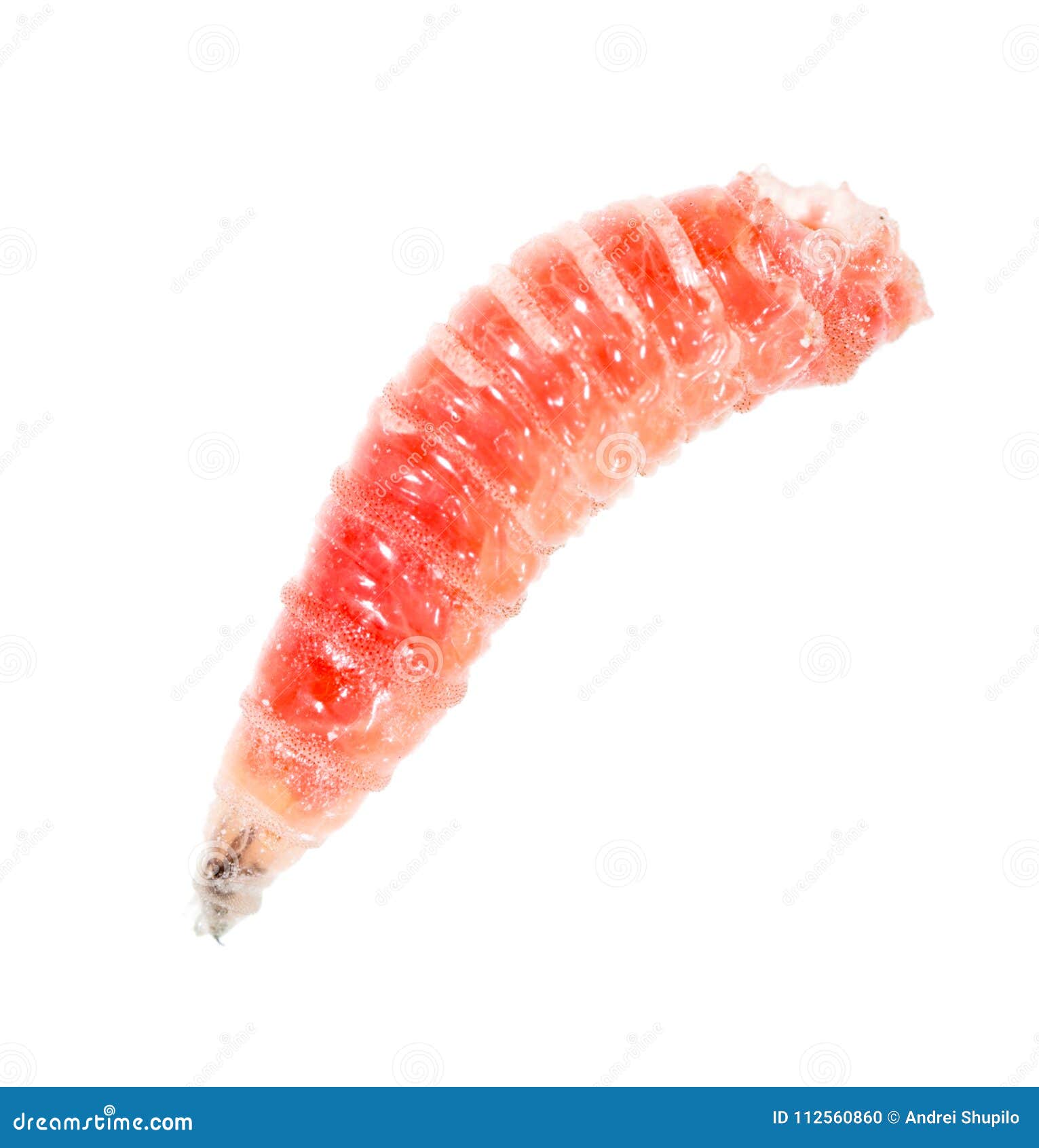 Red Worm of Maggots on a White Background Stock Photo - Image of color ...