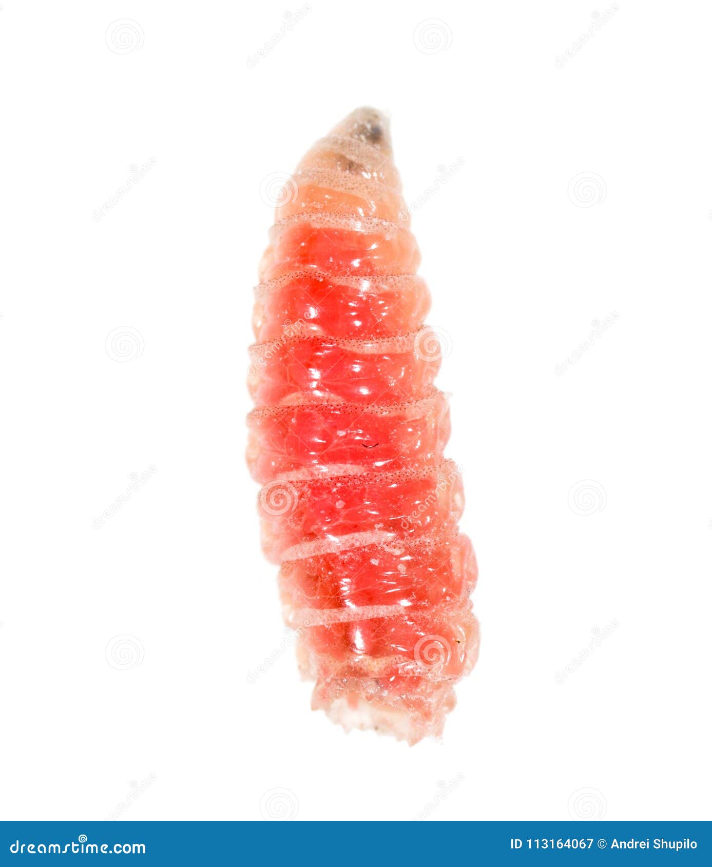 Red Worm Of Maggots On A White Background Royalty-Free Stock ...
