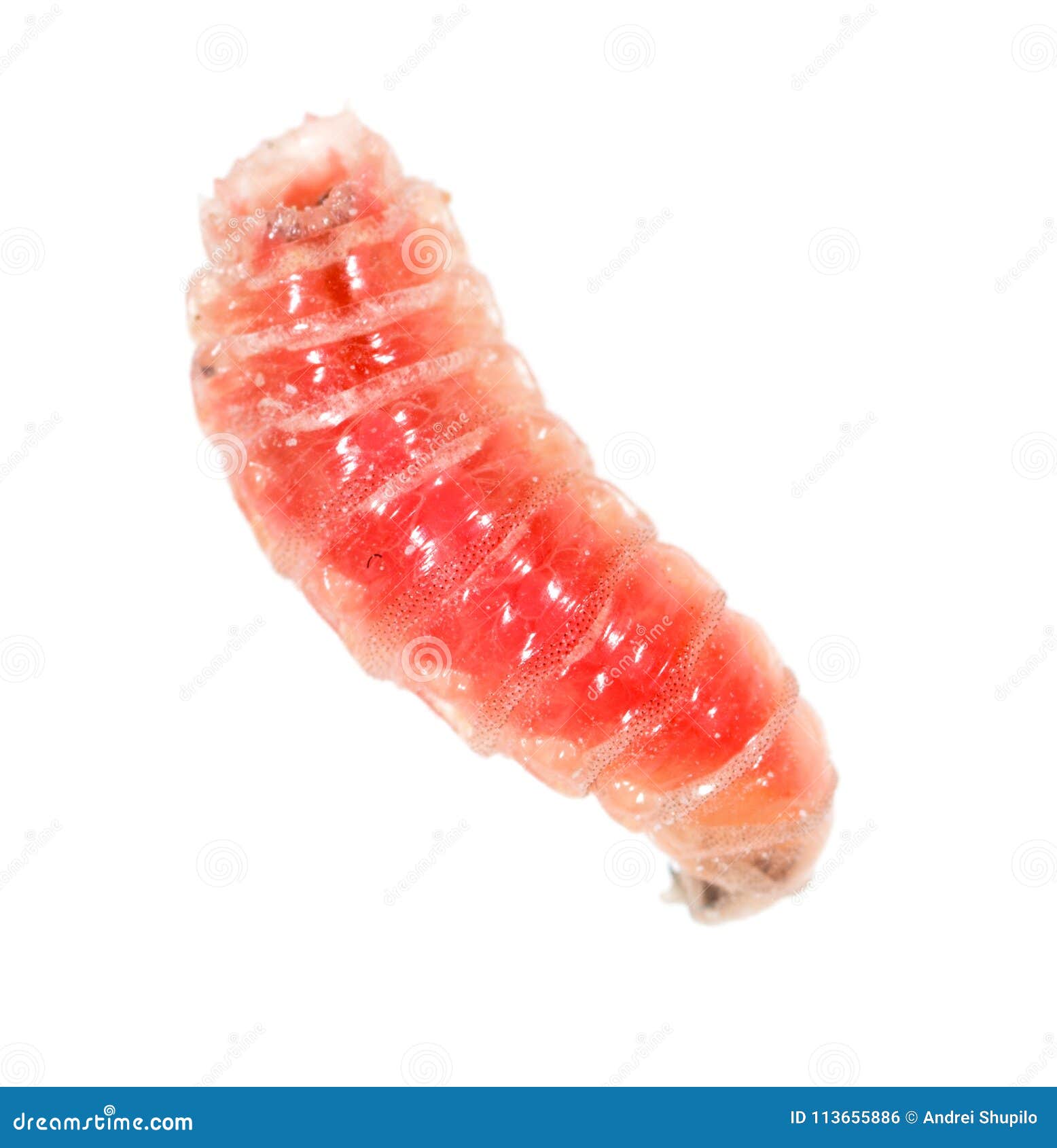 Red Worm of Maggots on a White Background Stock Photo - Image of larva ...