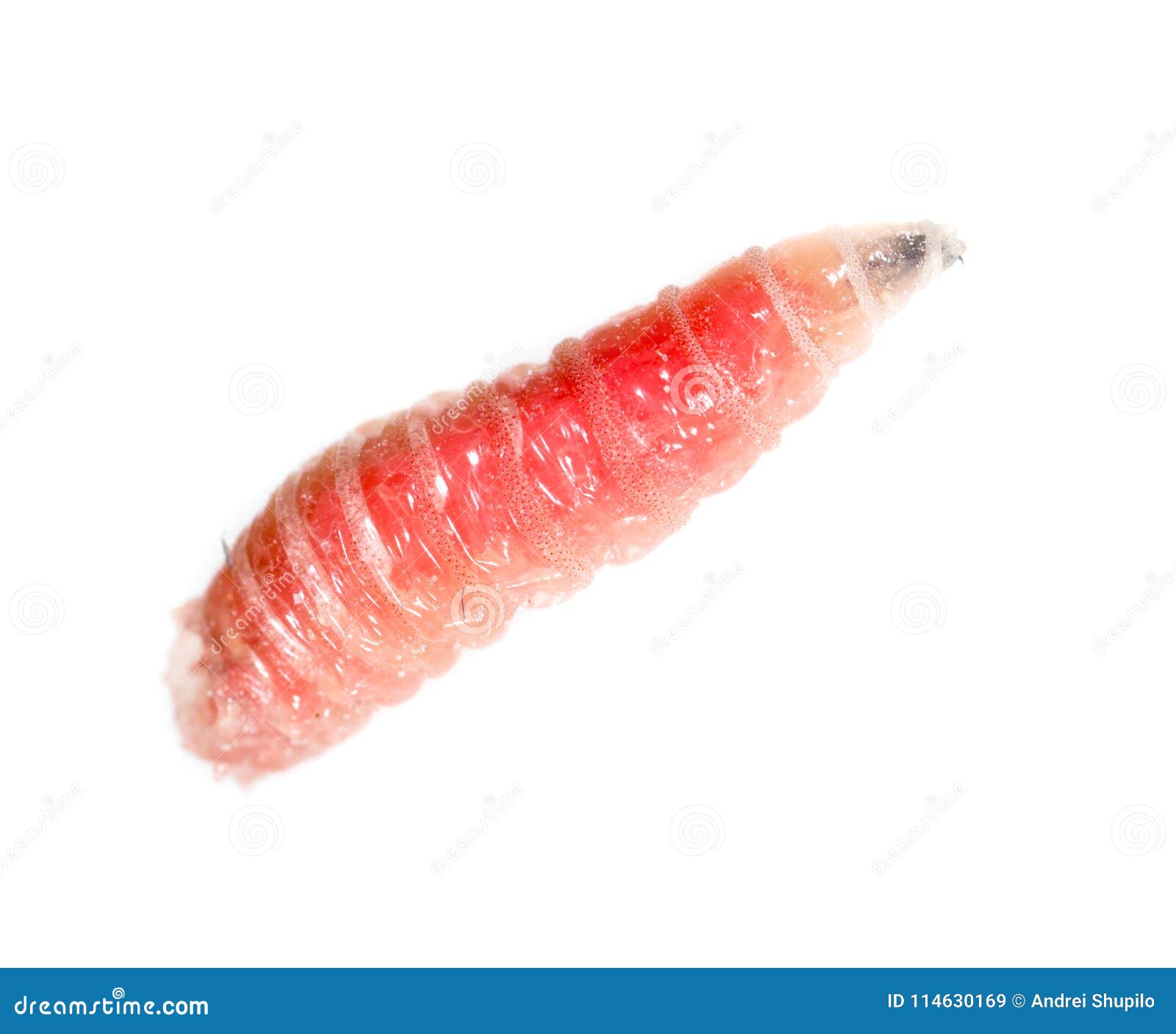 Red Worm of Maggots on a White Background Stock Image - Image of ...