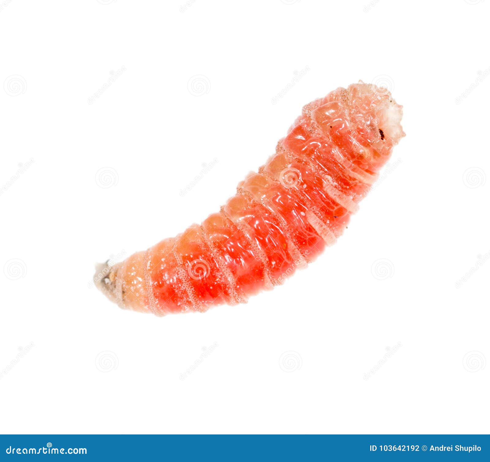 Red Worm of Maggots on a White Background Stock Photo - Image of small ...