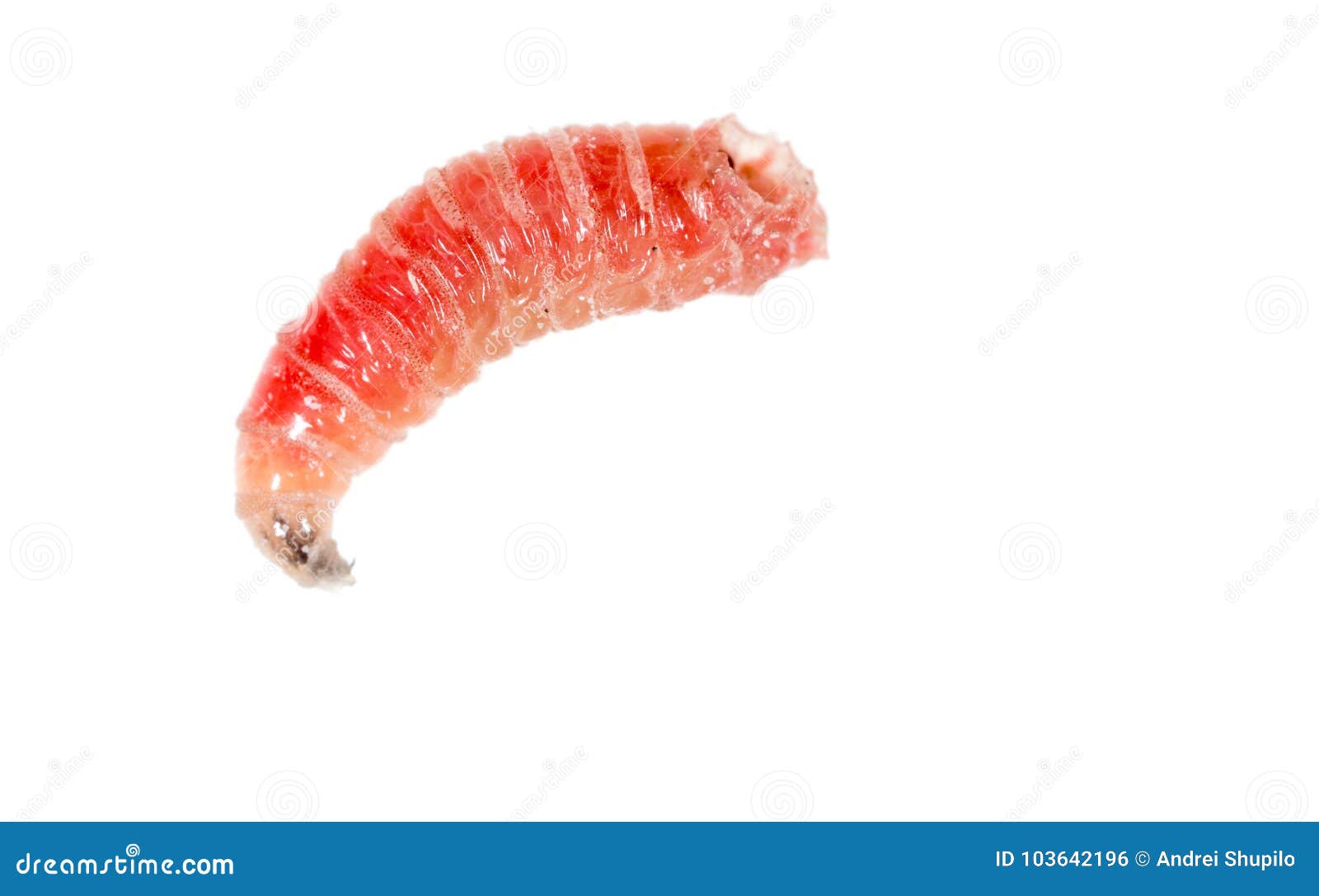 Red Worm of Maggots on a White Background Stock Photo - Image of animal ...