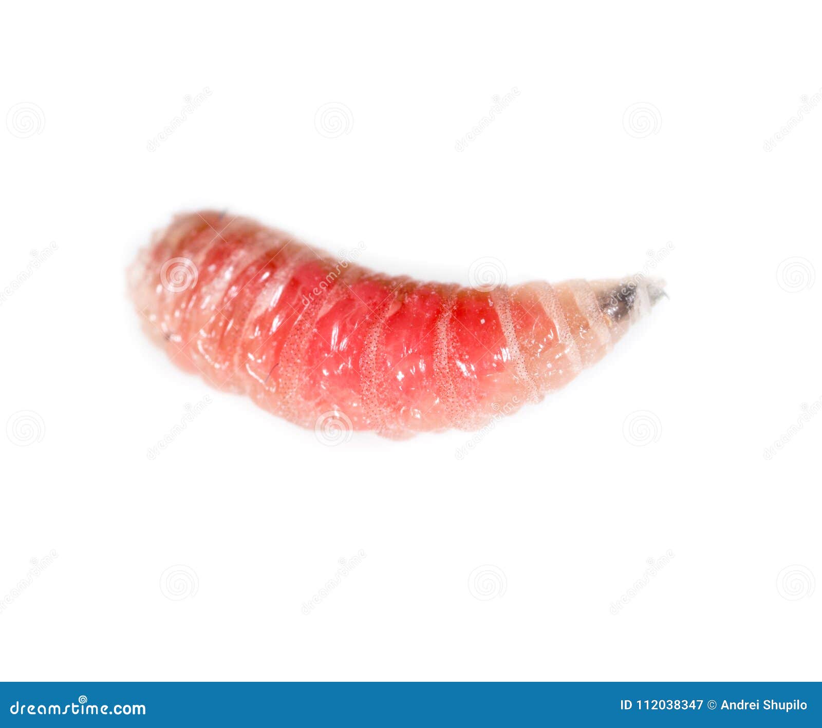Red Worm of Maggots on a White Background Stock Image - Image of larva ...