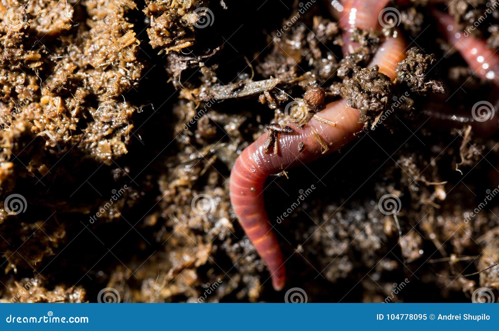 Red worm manure. macro stock image. Image of rain, earthworms - 104778095
