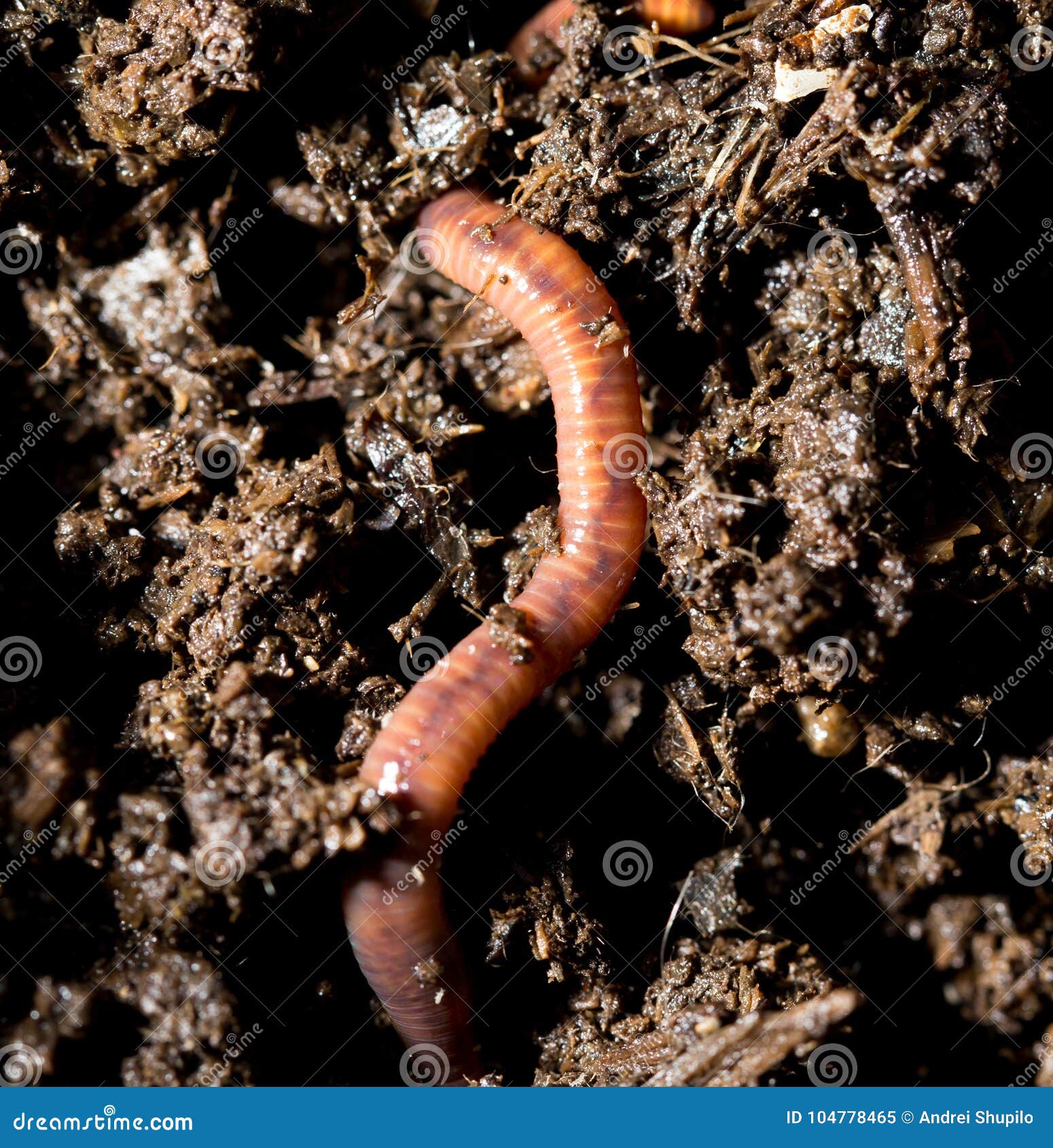 Red worm manure. macro stock image. Image of worm, nature - 104778465