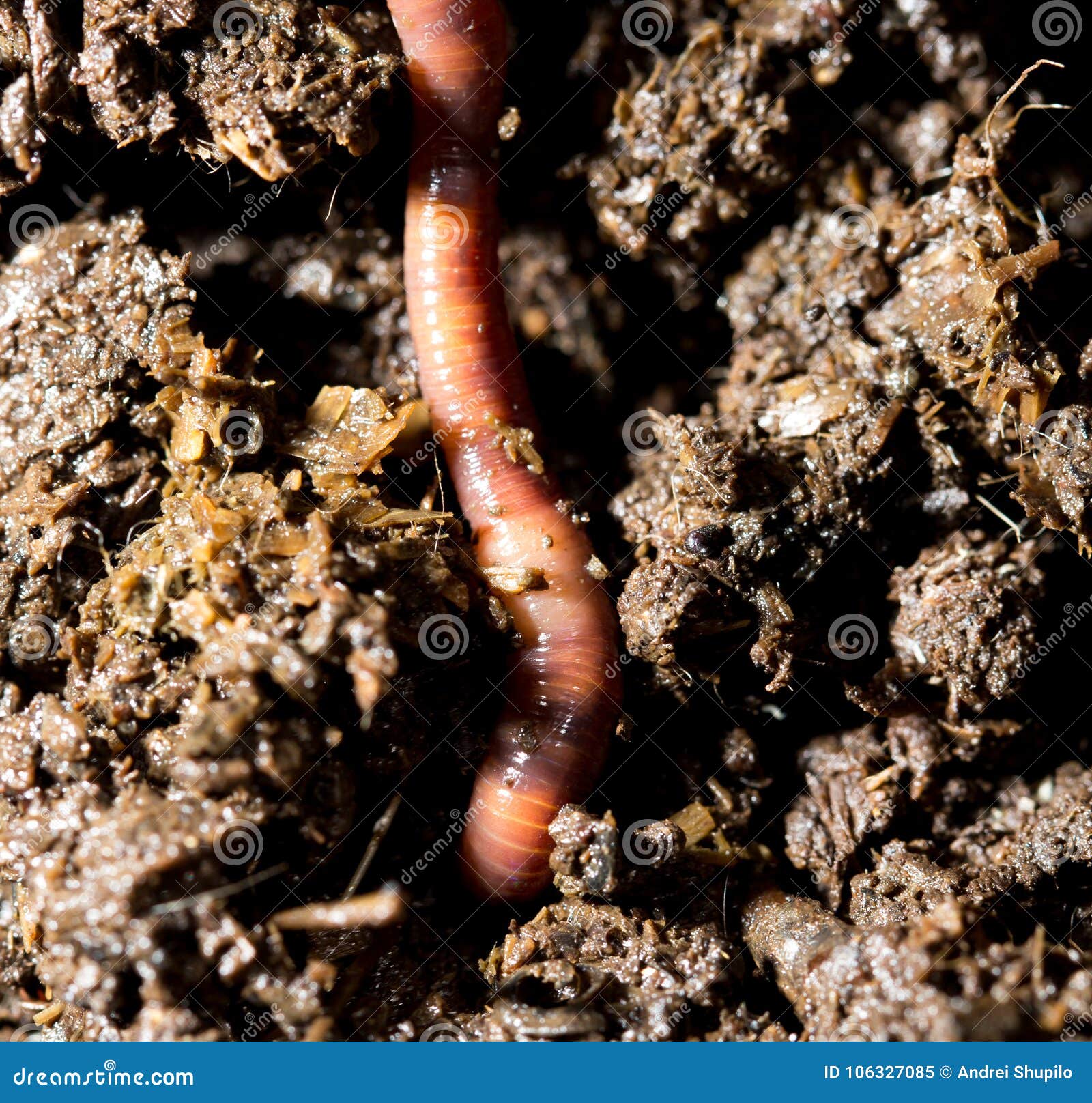 Red worm manure. macro stock image. Image of worms, worm - 106327085