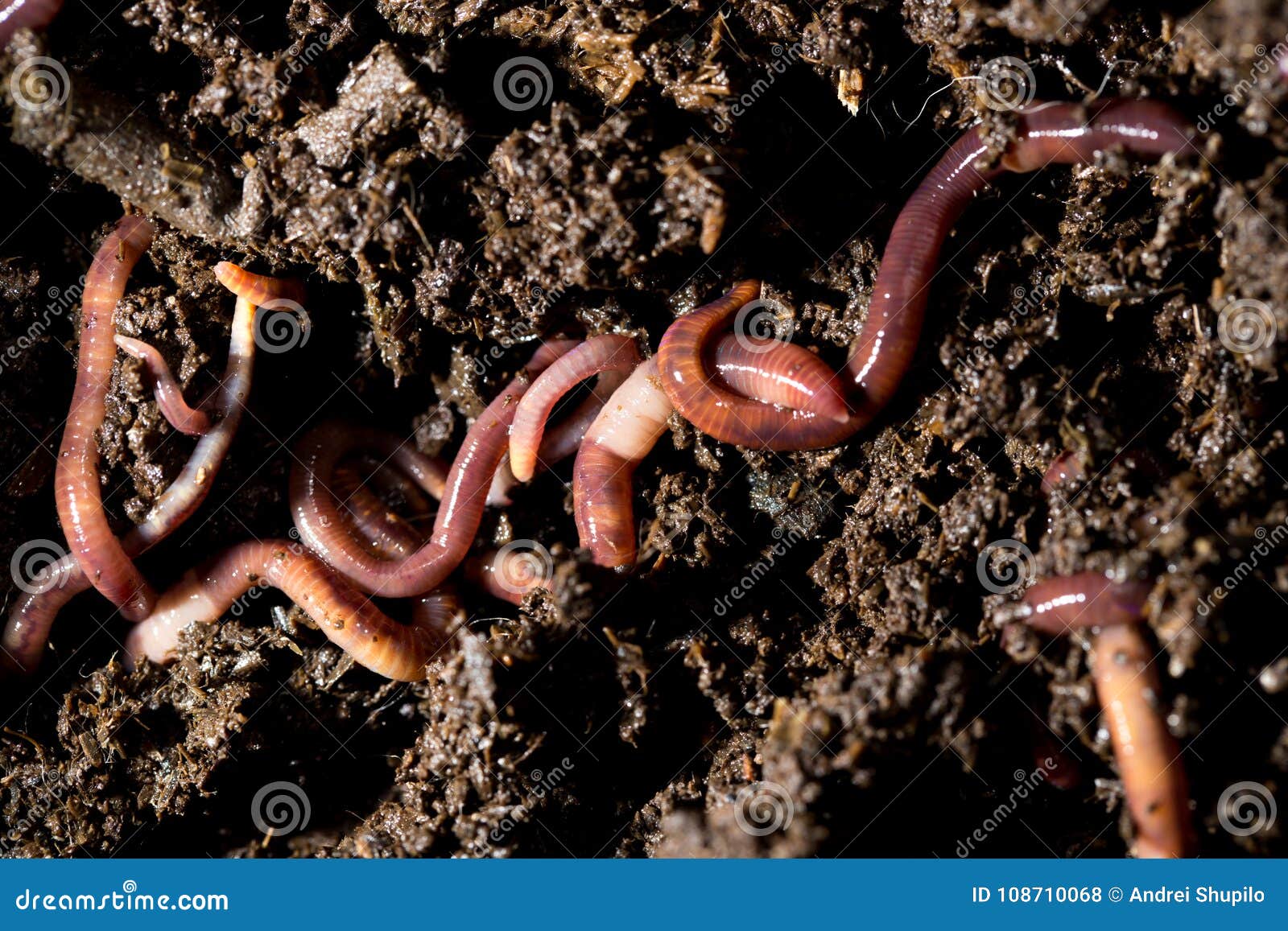 Red worm manure. macro stock photo. Image of agriculture - 108710068
