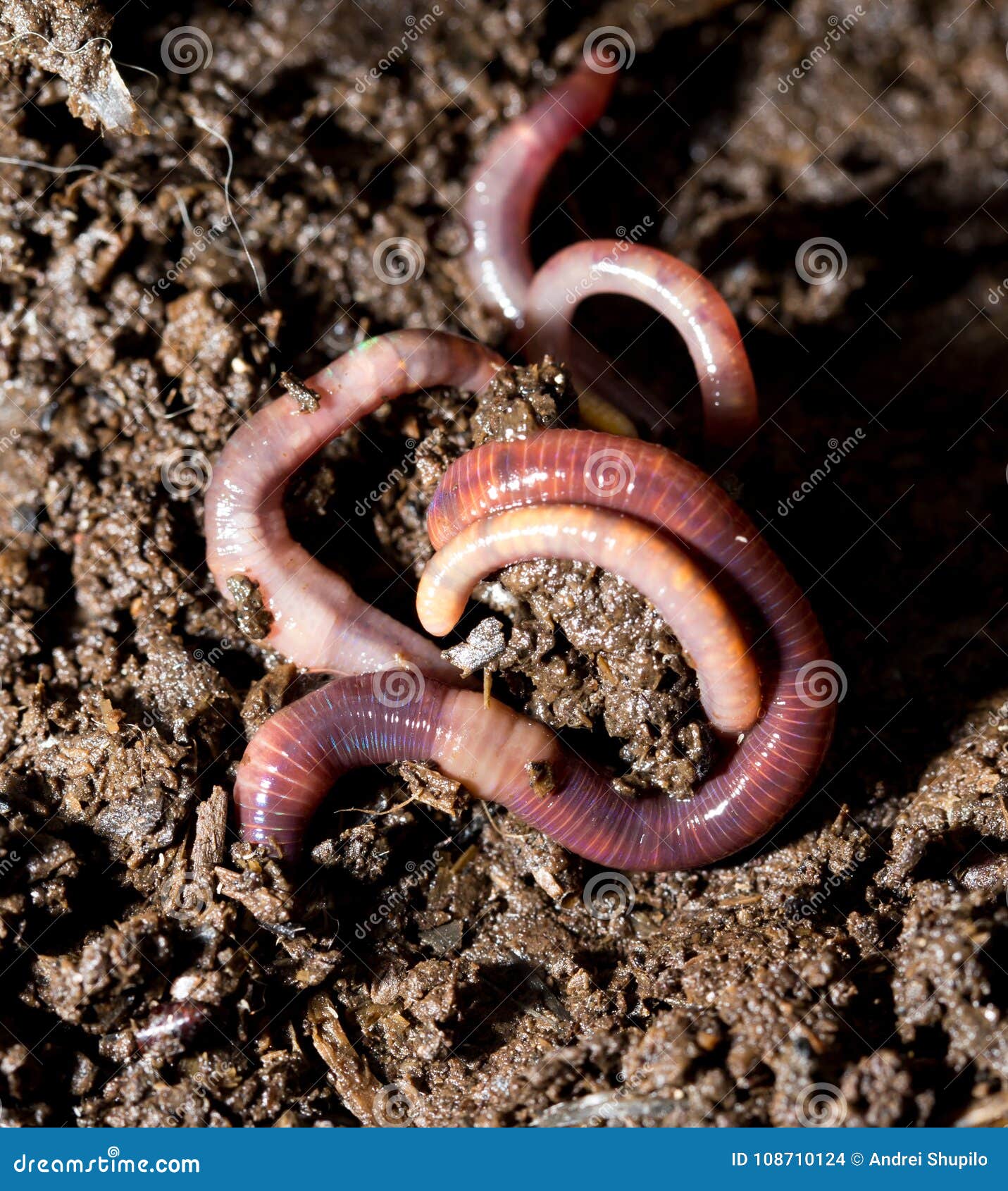 Red worm manure. macro stock photo. Image of background - 108710124