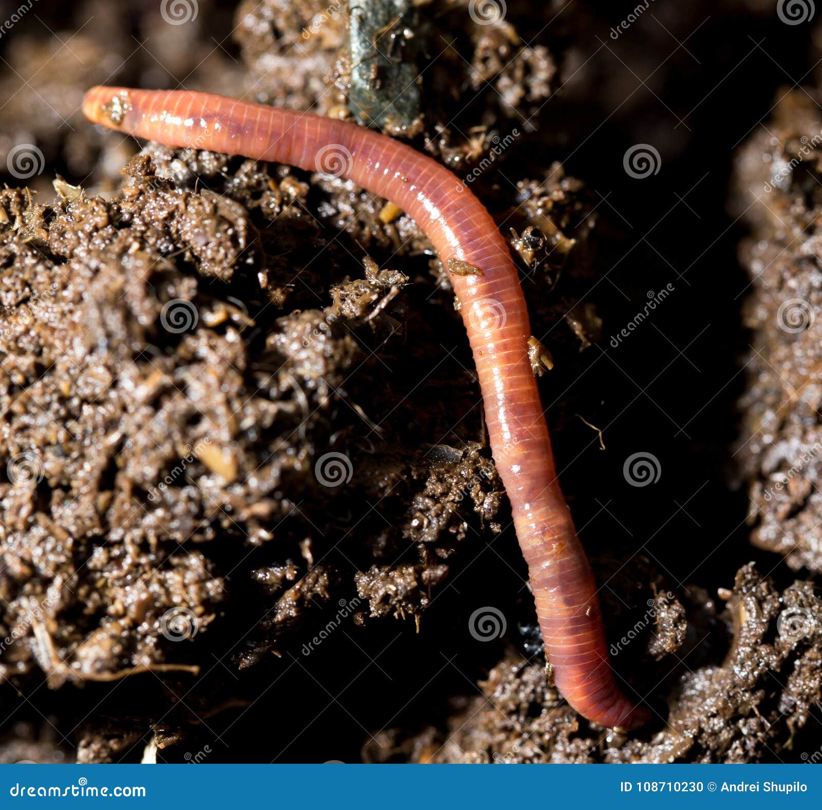 Red worm manure. macro stock photo. Image of earth, wild - 108710230