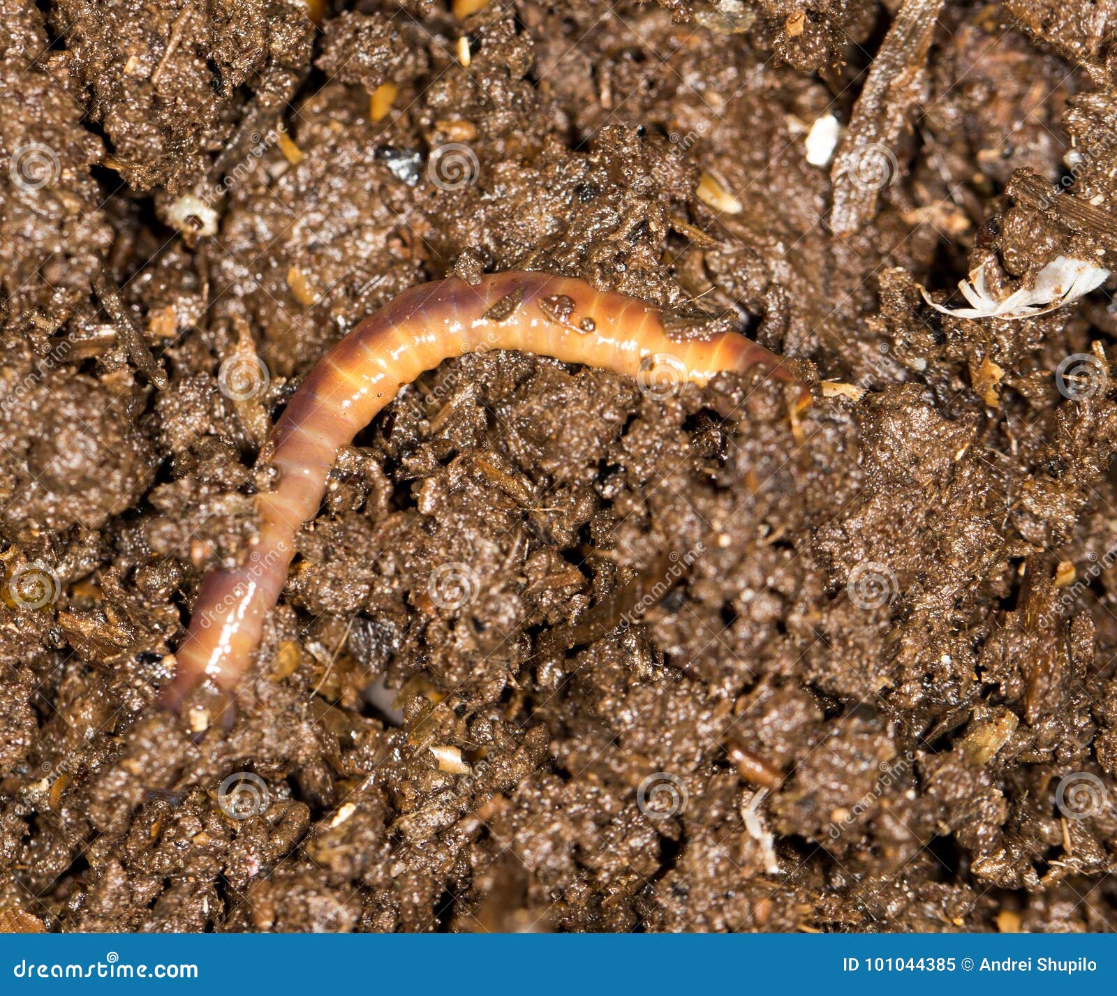 Red worm manure stock image. Image of animal, group - 101044385