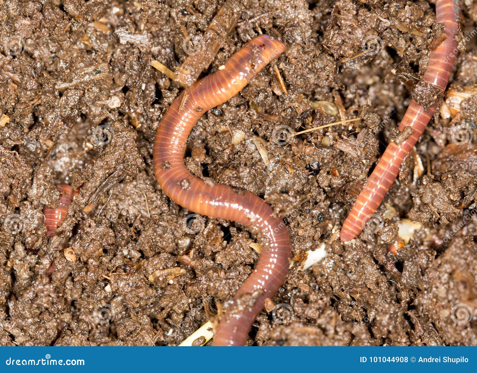 Red worm manure stock photo. Image of earthworms, andrei - 101044908
