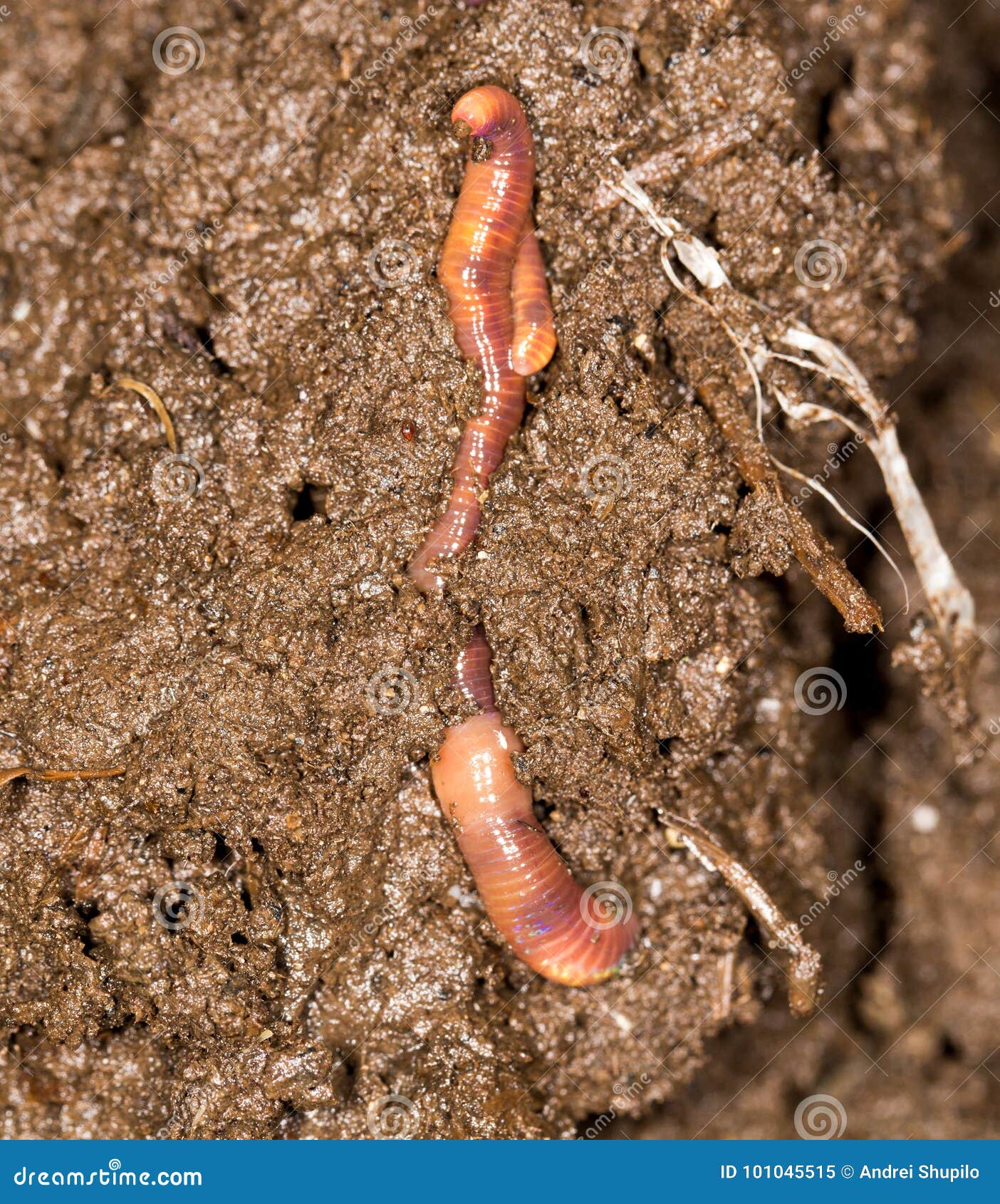 Red worm manure stock image. Image of environment, fetida - 101045515