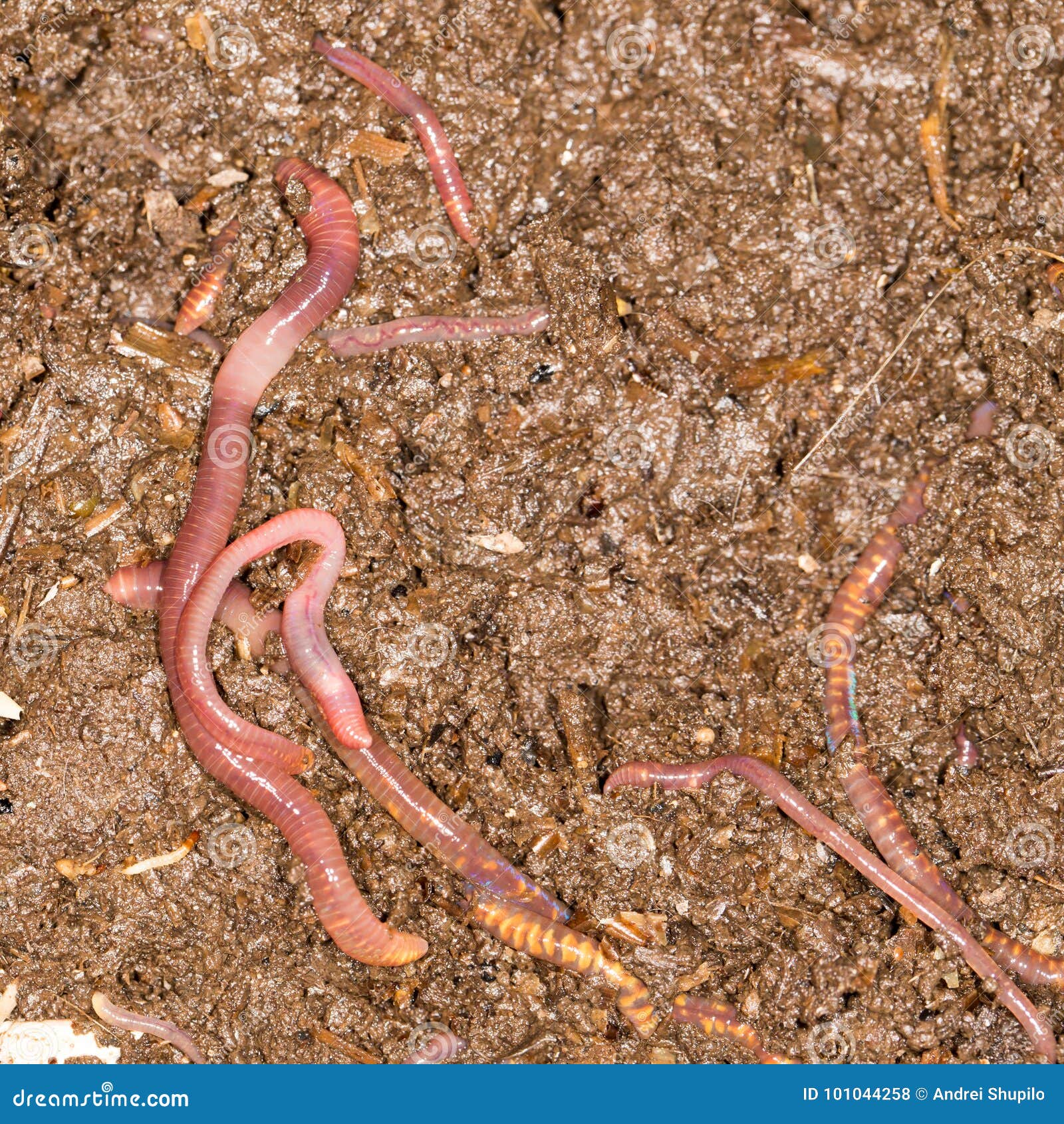 Red worm manure stock photo. Image of compost, earthworms - 101044258
